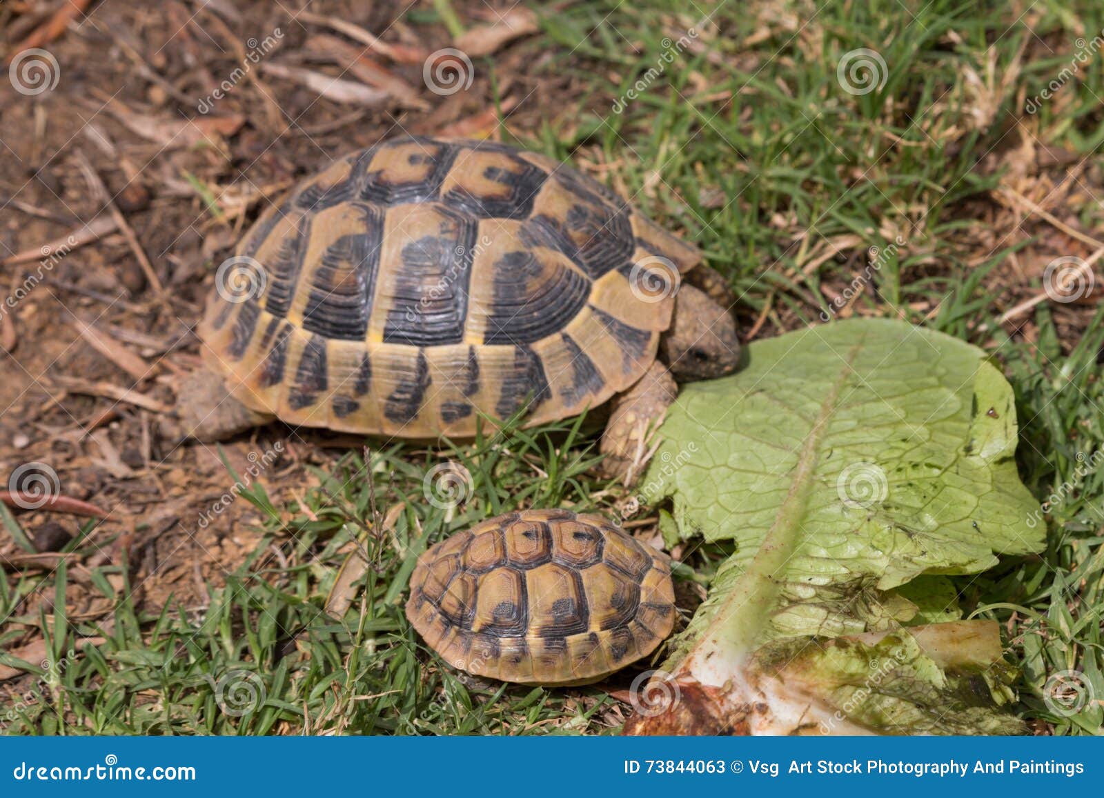 Hungry Turtle Eating Lettuce Stock Image - Image of lunch, health: 73844063