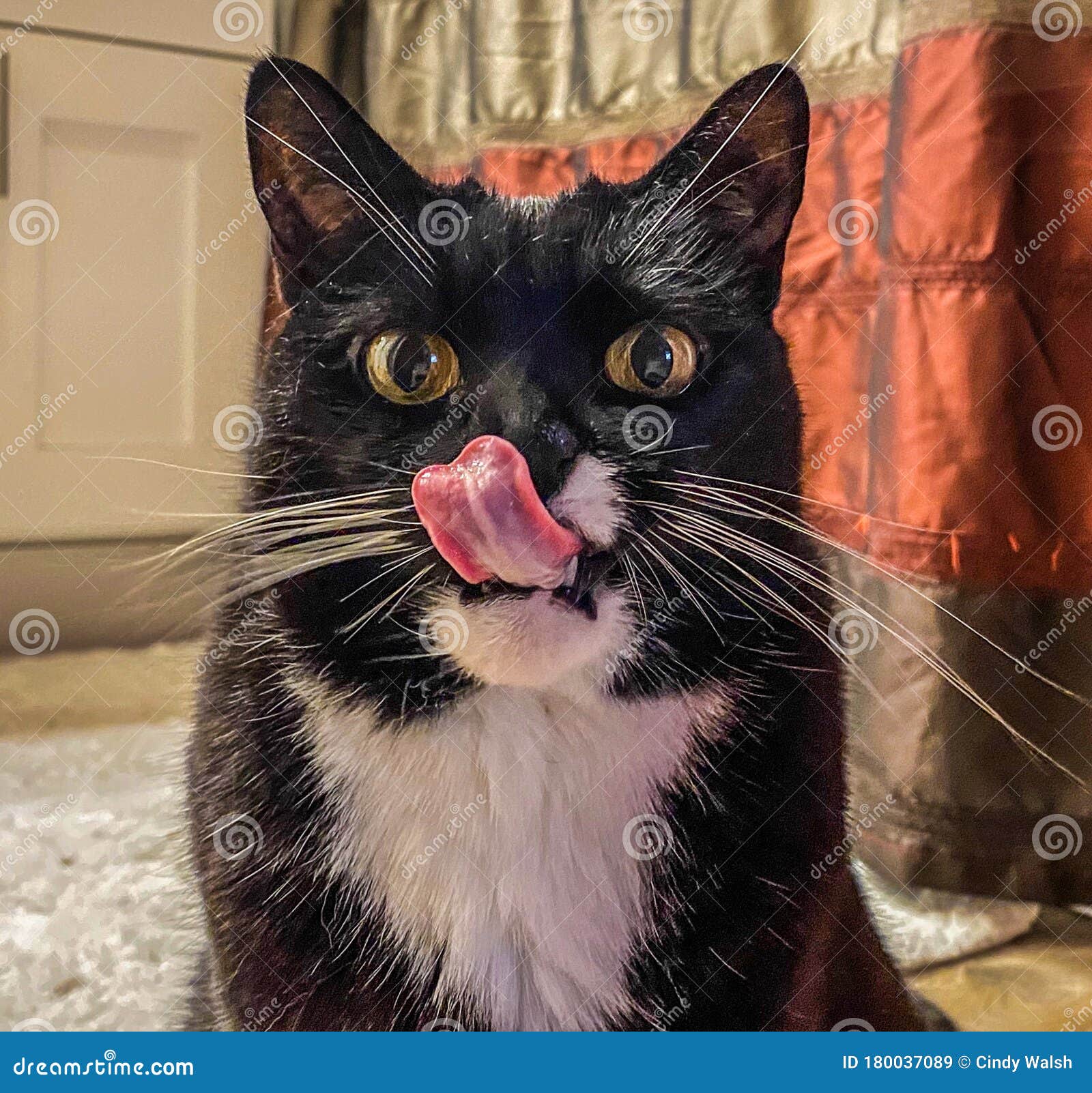 Cute Cat Licking Her Chops Royalty-Free Stock Photo | CartoonDealer.com ...