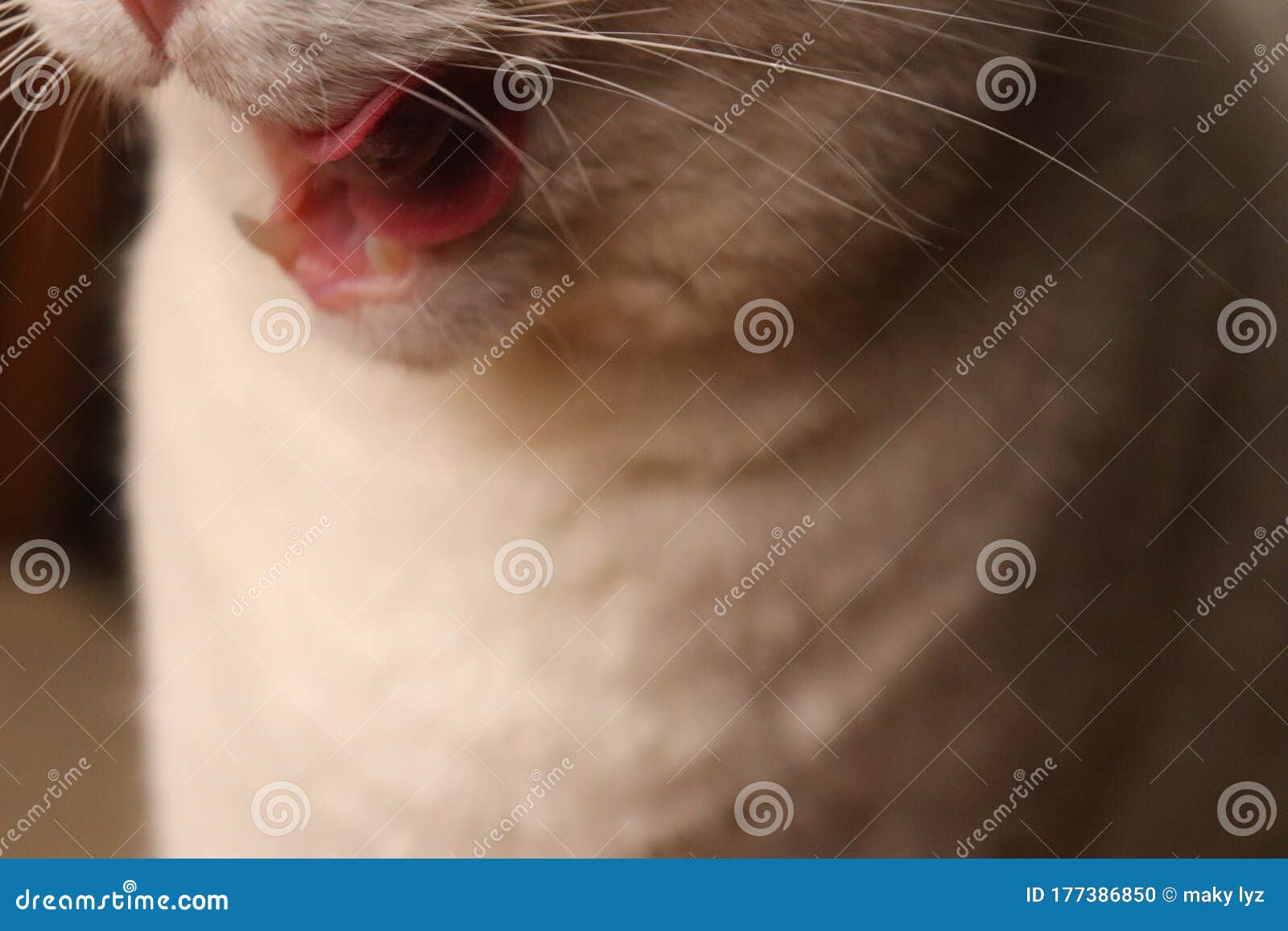 Hungry white puffed cat stock photo. Image of whitecat - 177386850