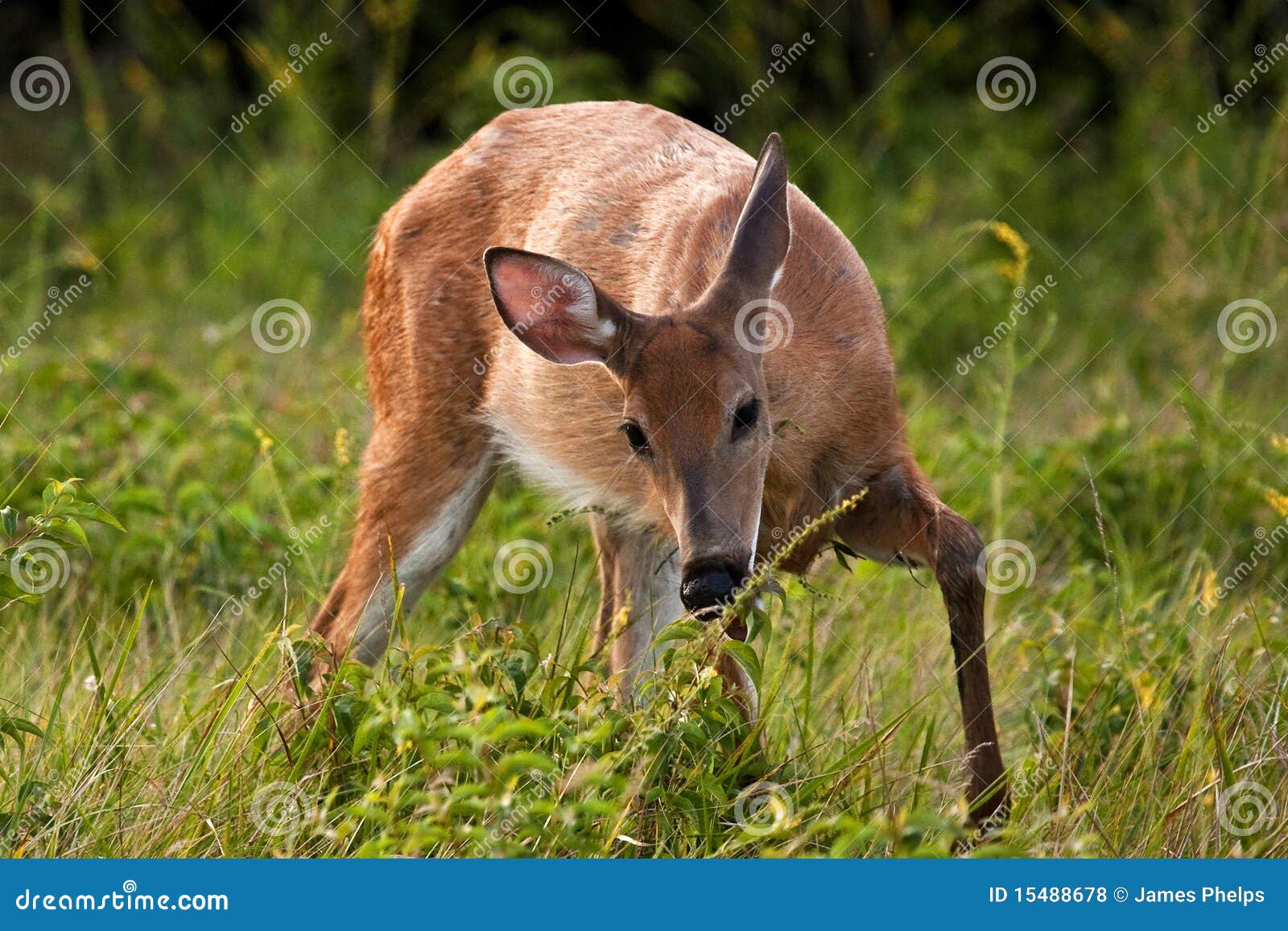 Hungry White Tail Doe Deer stock photo. Image of nature - 15488678