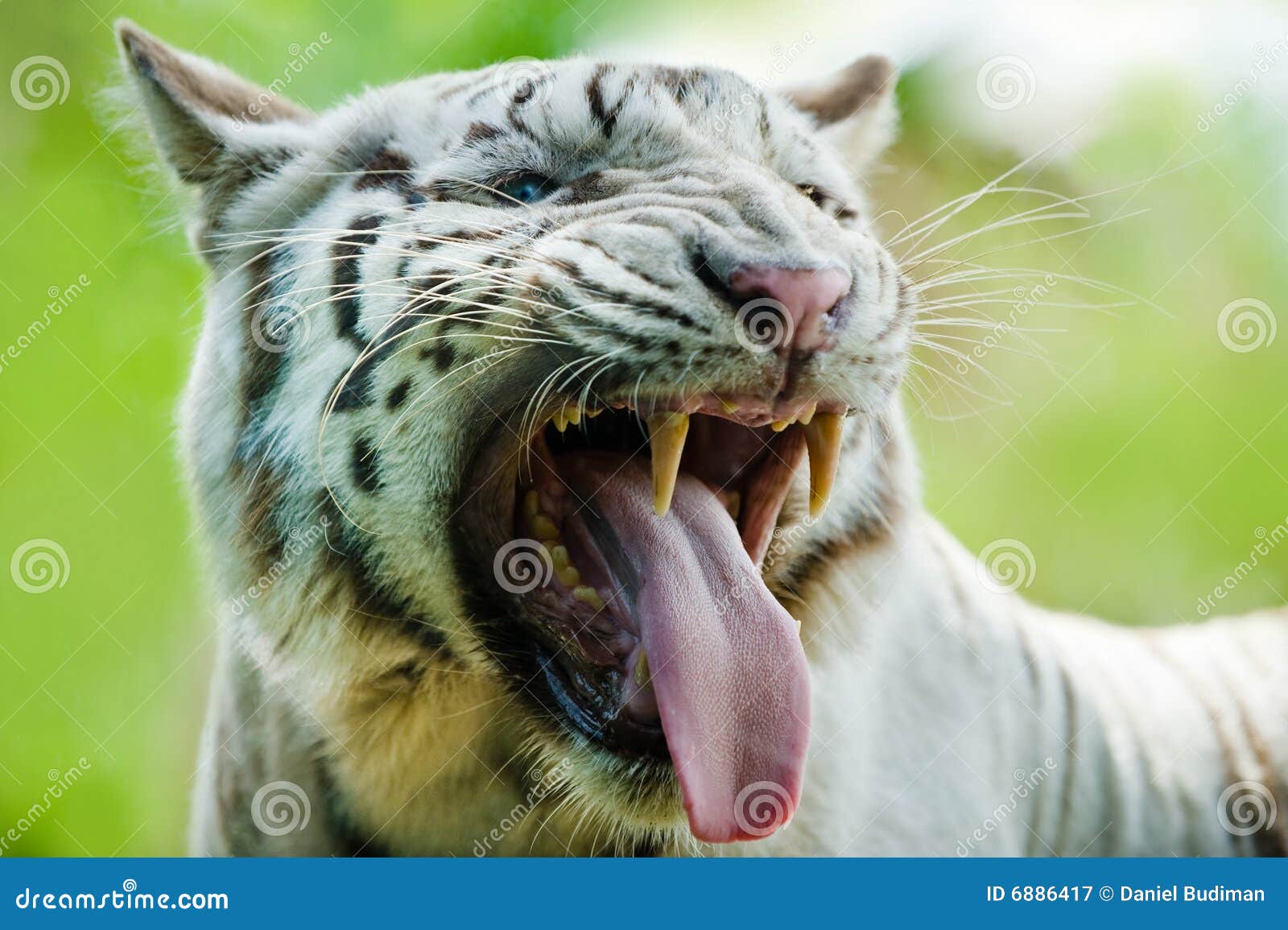 Hungry white tiger stock image. Image of cats, funny, look - 6886417