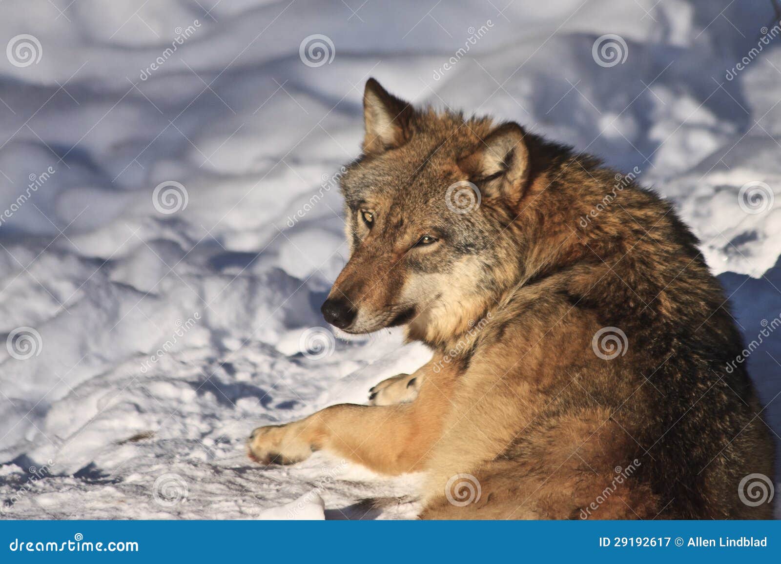 Hungry Wolf stock image. Image of track, looking, smell - 29192617