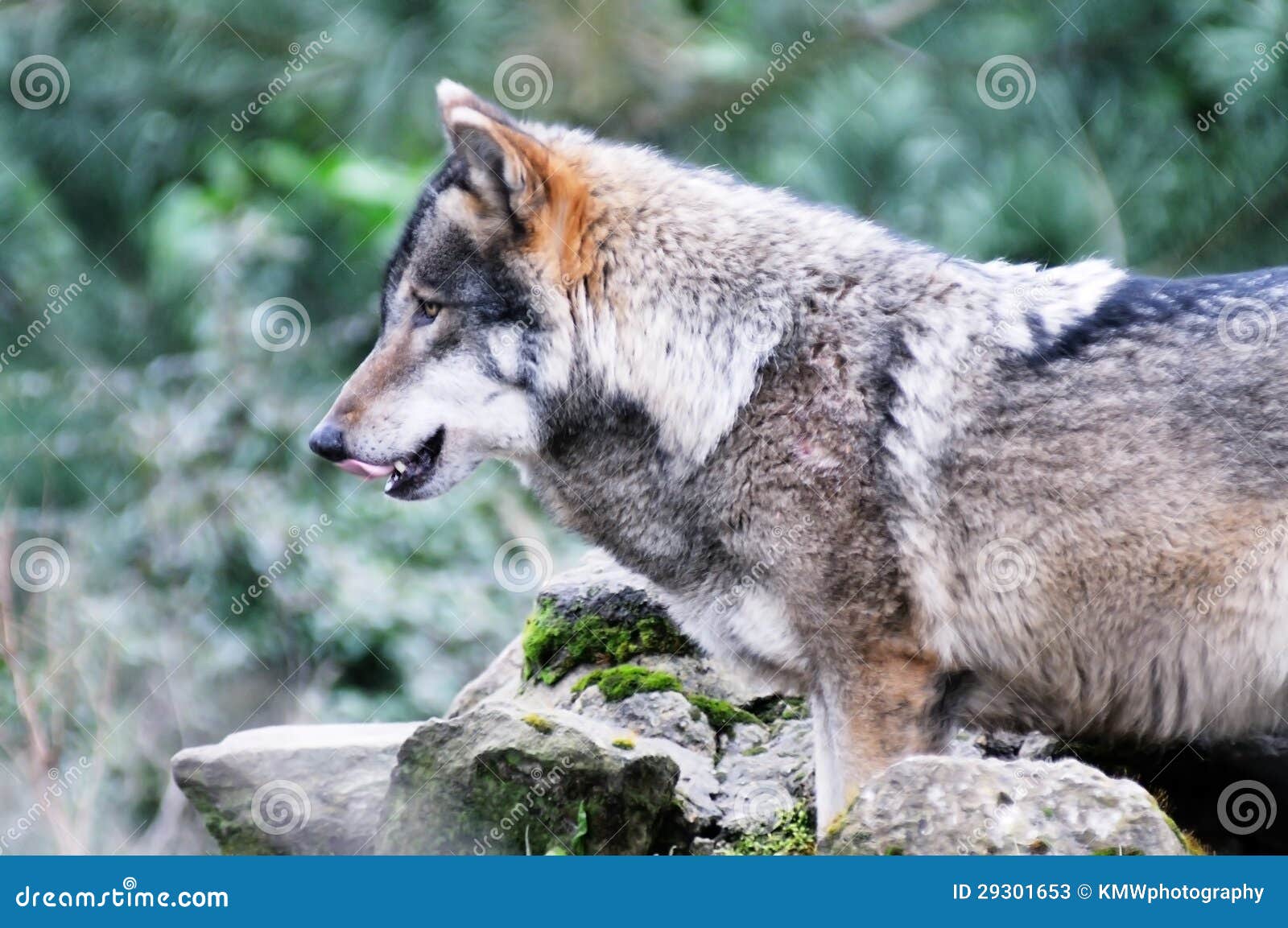 Hungry Wolf Stock Photos - Image: 29301653