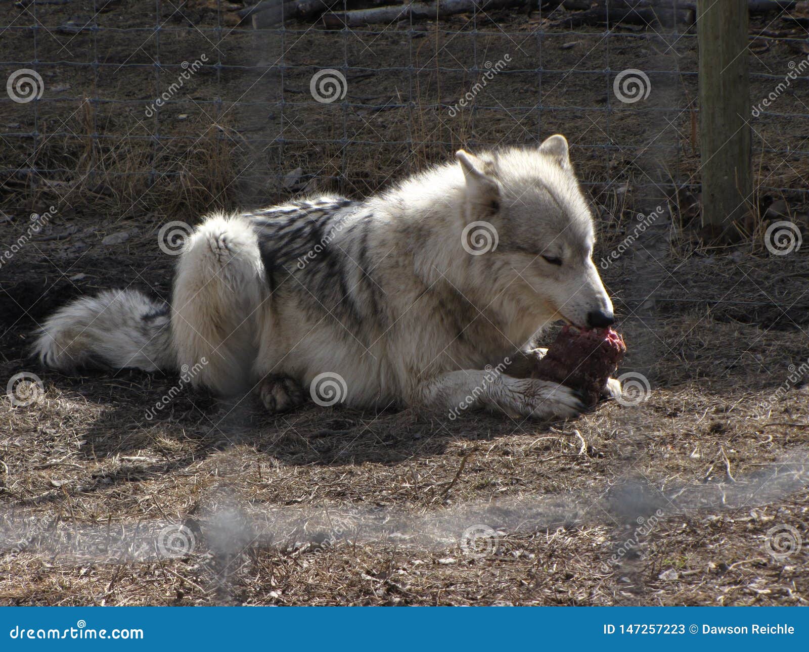 Hungry Wolf stock image. Image of black, eating, roast - 147257223