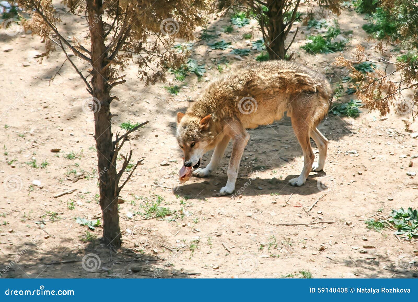 Hungry wolf prey. stock photo. Image of look, mammal - 59140408