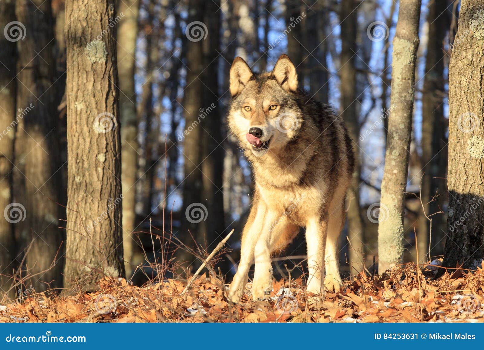 Hungry Wolf Stock Images - Download 512 Royalty Free Photos