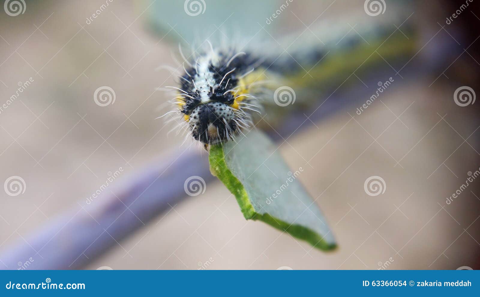 Hungry worm stock photo. Image of hungry, insect, nature - 63366054