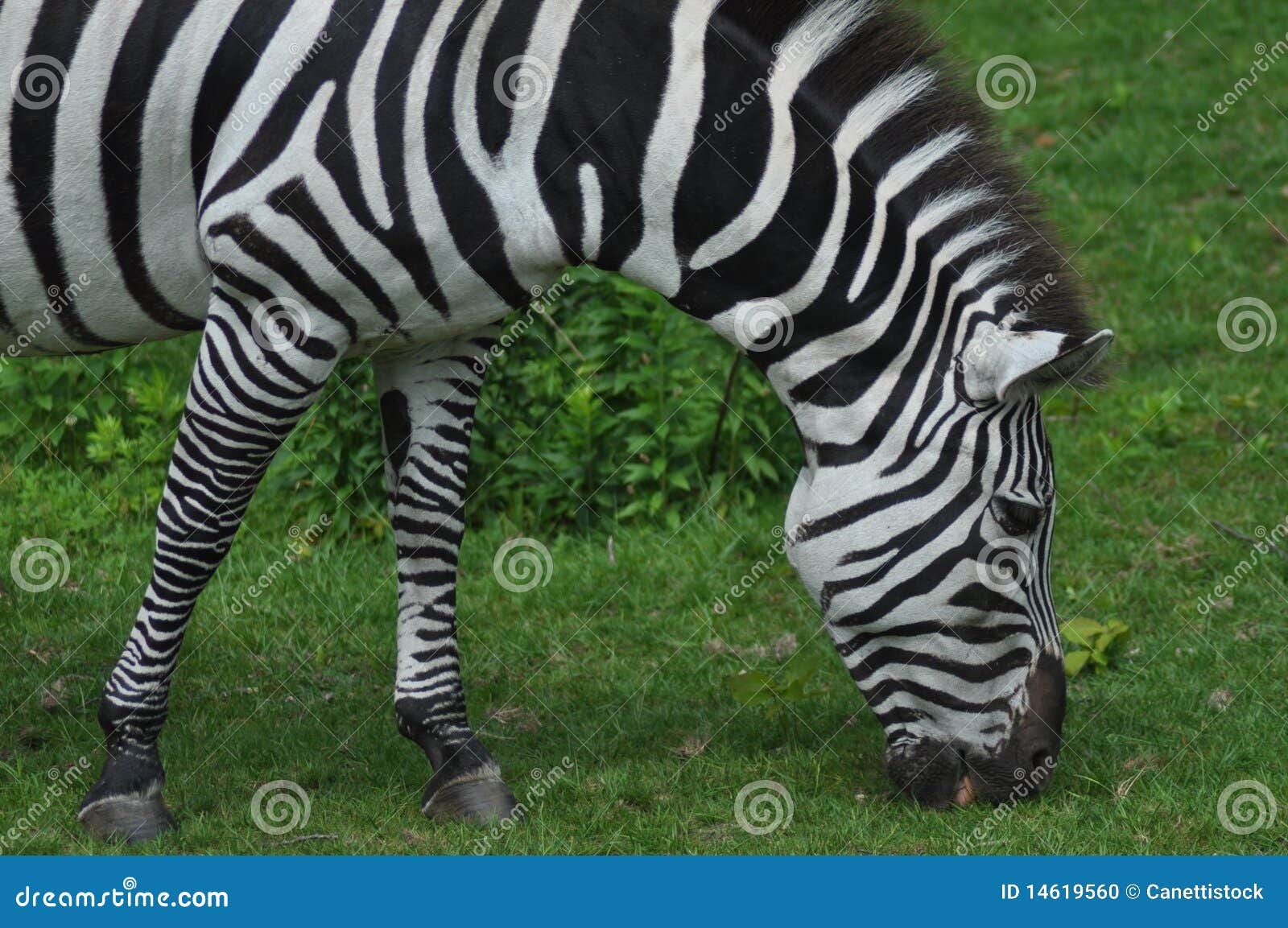 Hungry Zebra stock photo. Image of green, african, close - 14619560