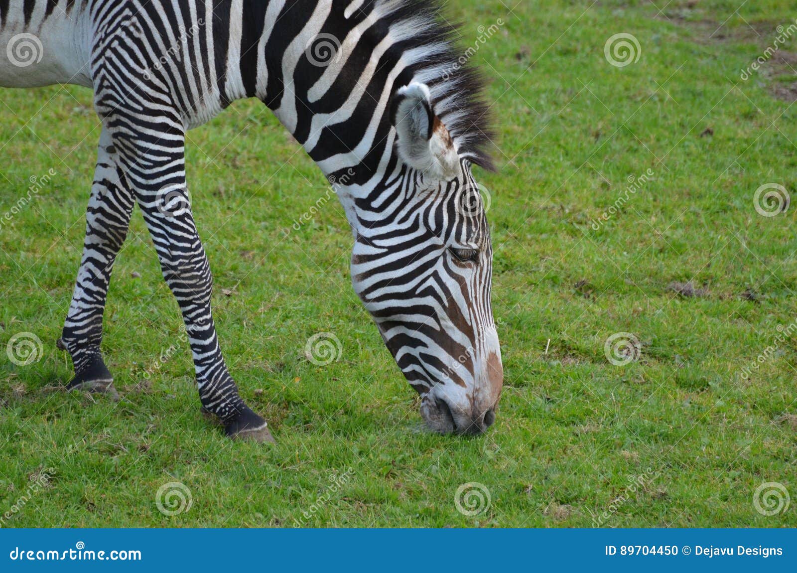 Hungry Zebra Snacking on Grass on a Prairie Stock Photo - Image of ...