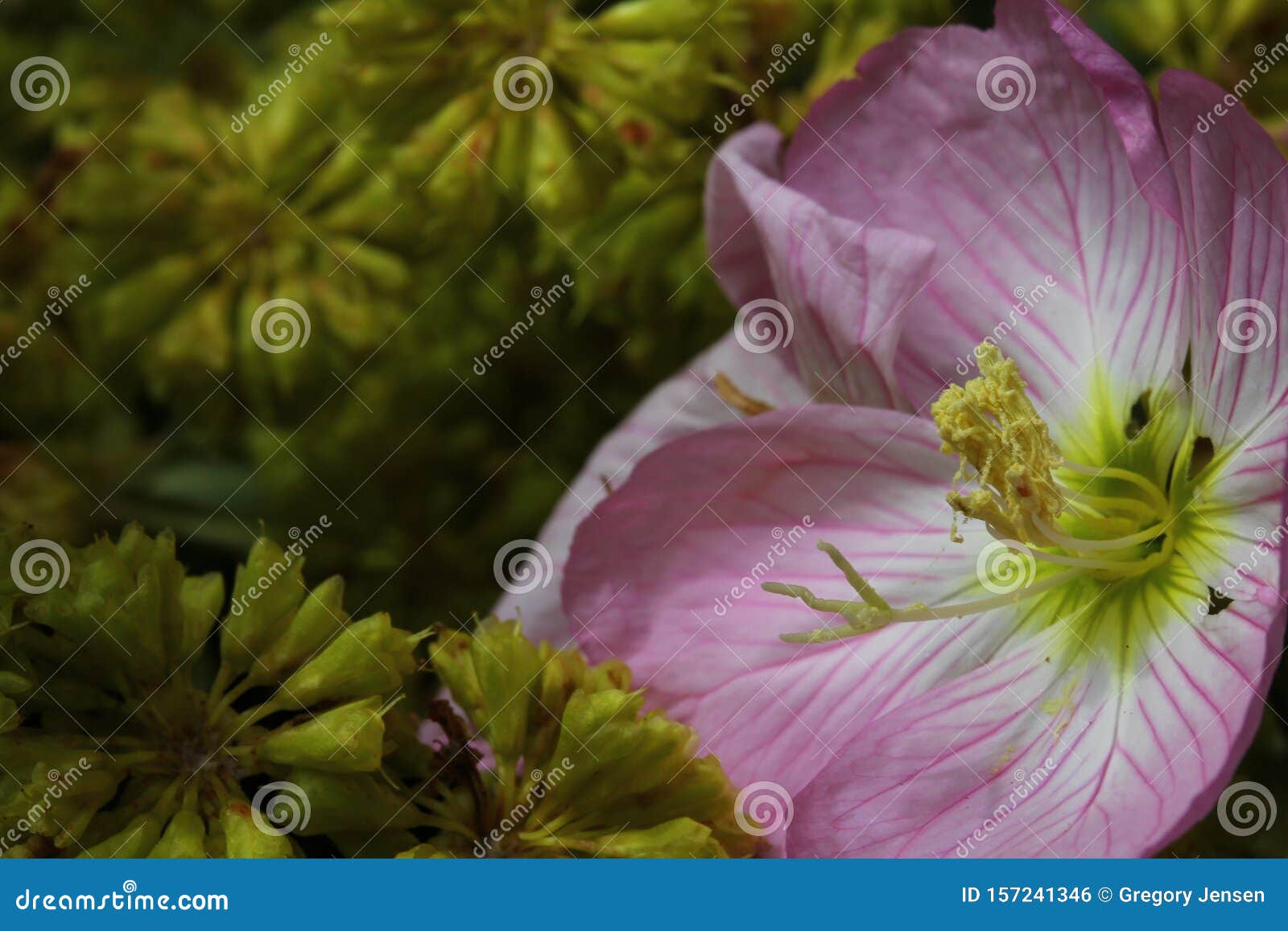 Hunkered in the weeds stock photo. Image of floral, hunkered - 157241346