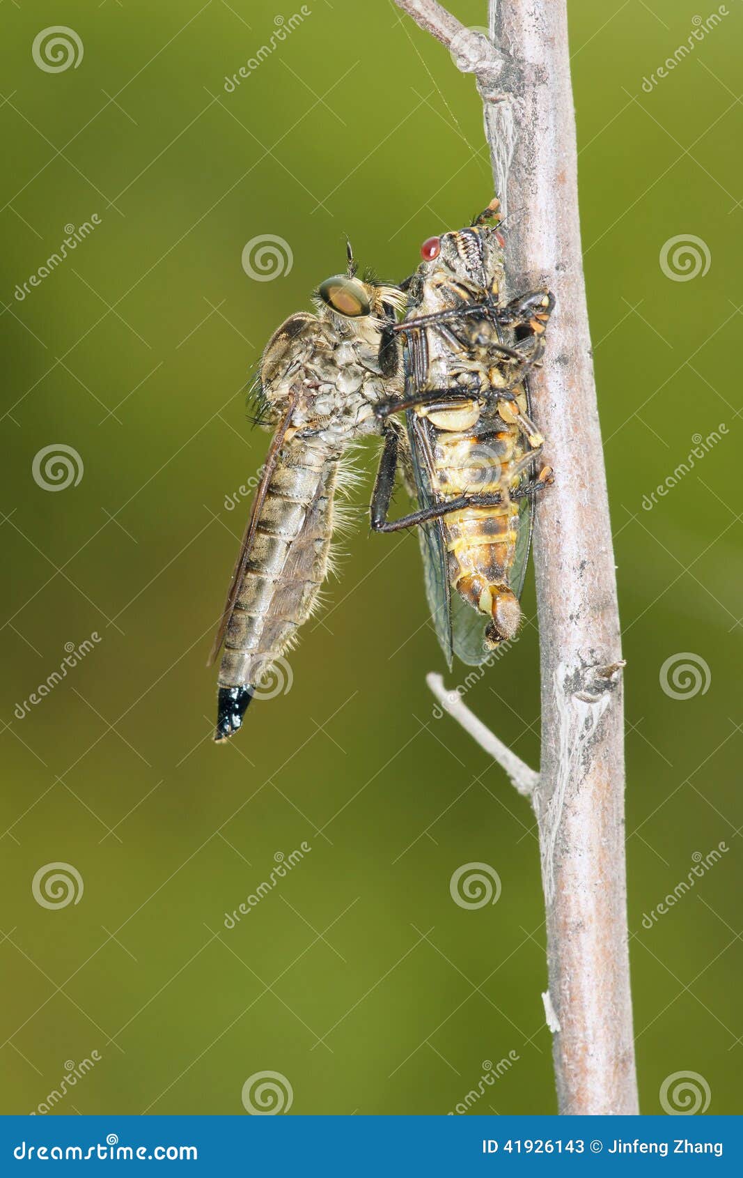 Hunt stock image. Image of hunting, prey, capture, hunt - 41926143