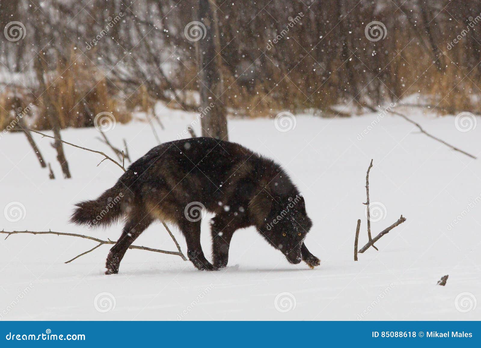 Black Alpha Wolf Howling