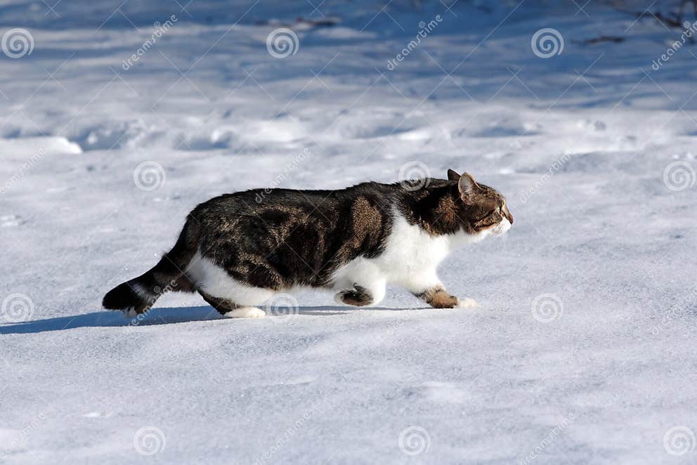 On the hunt stock image. Image of predator, pile, hunt - 48608107