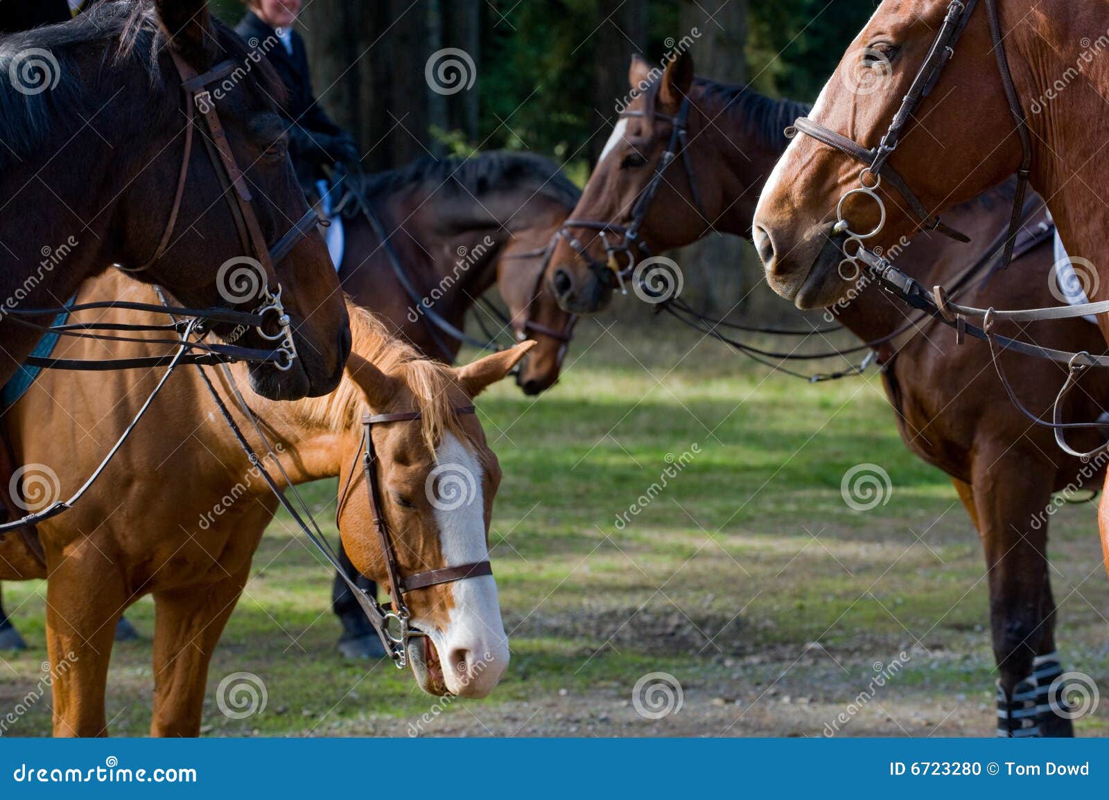 Hunt horses stock photo. Image of group, domestic, reins - 6723280
