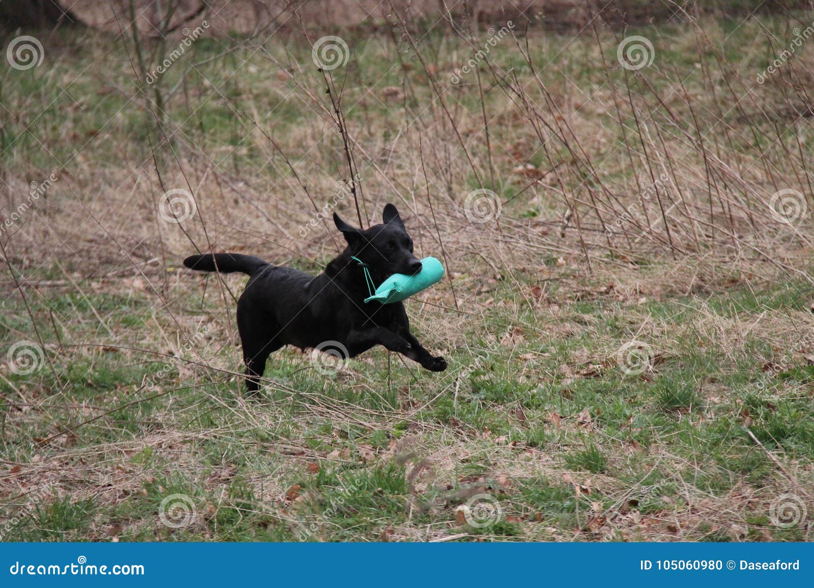 Hunt and Retrieve Training. Stock Photo - Image of gundog, animal ...