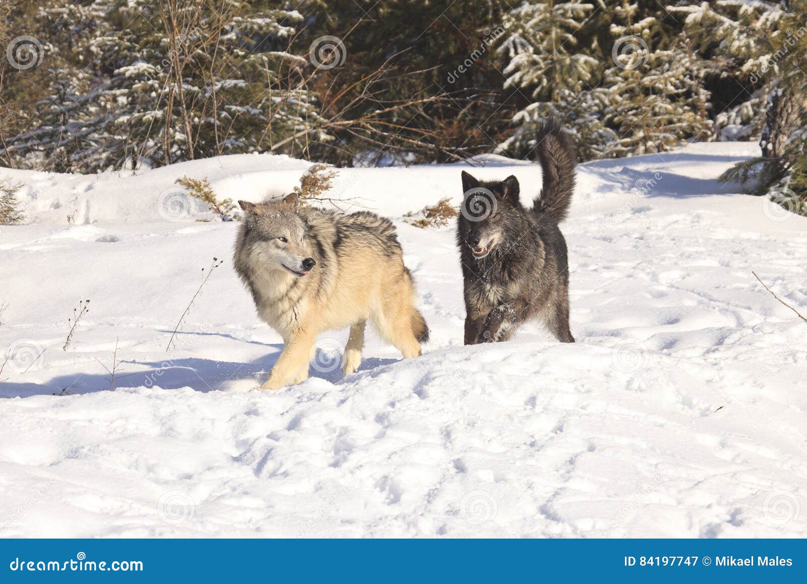 On the hunt stock image. Image of hunt, outside, furry - 84197747