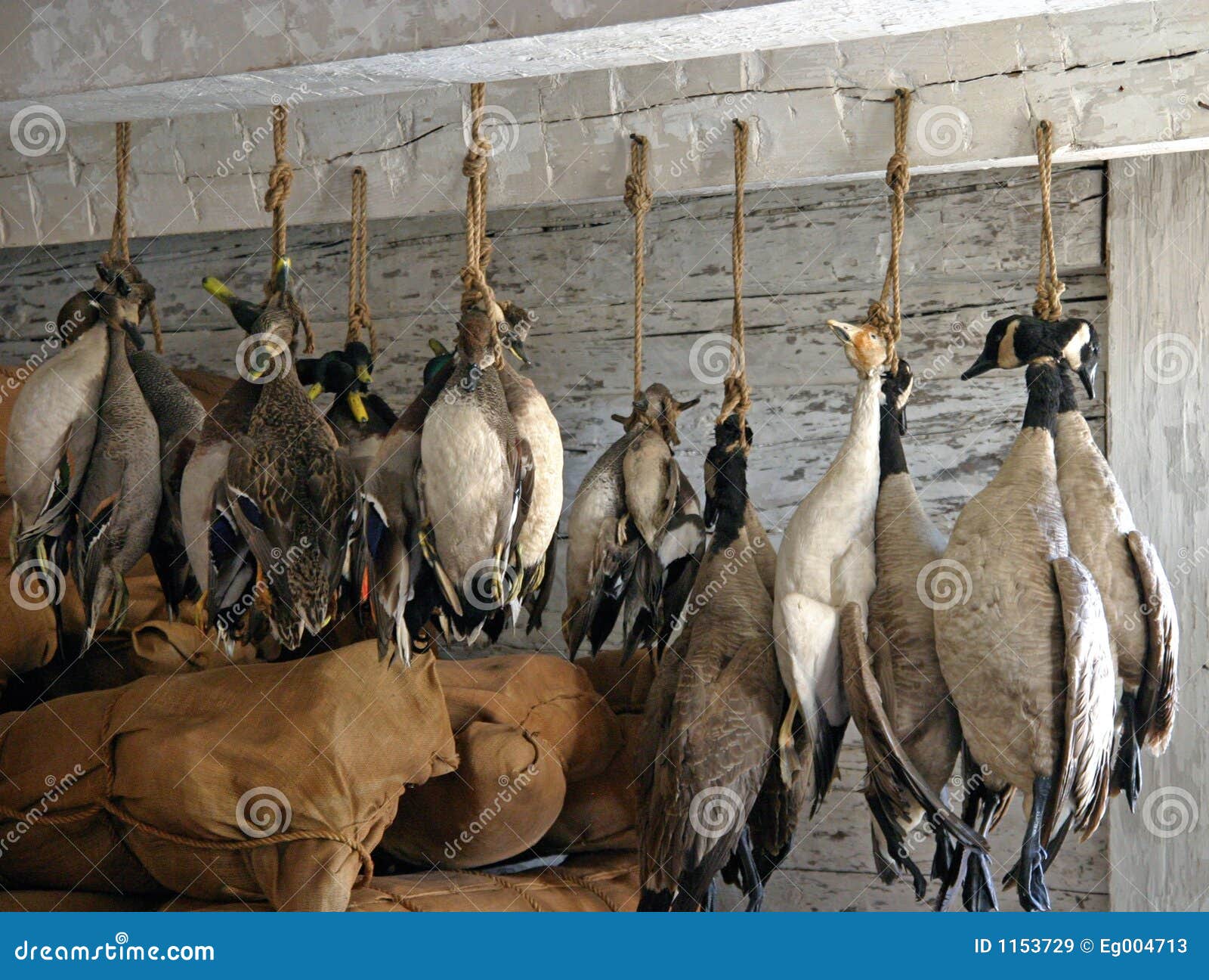 Hunted Canadian geese stock image. Image of environment - 1153729