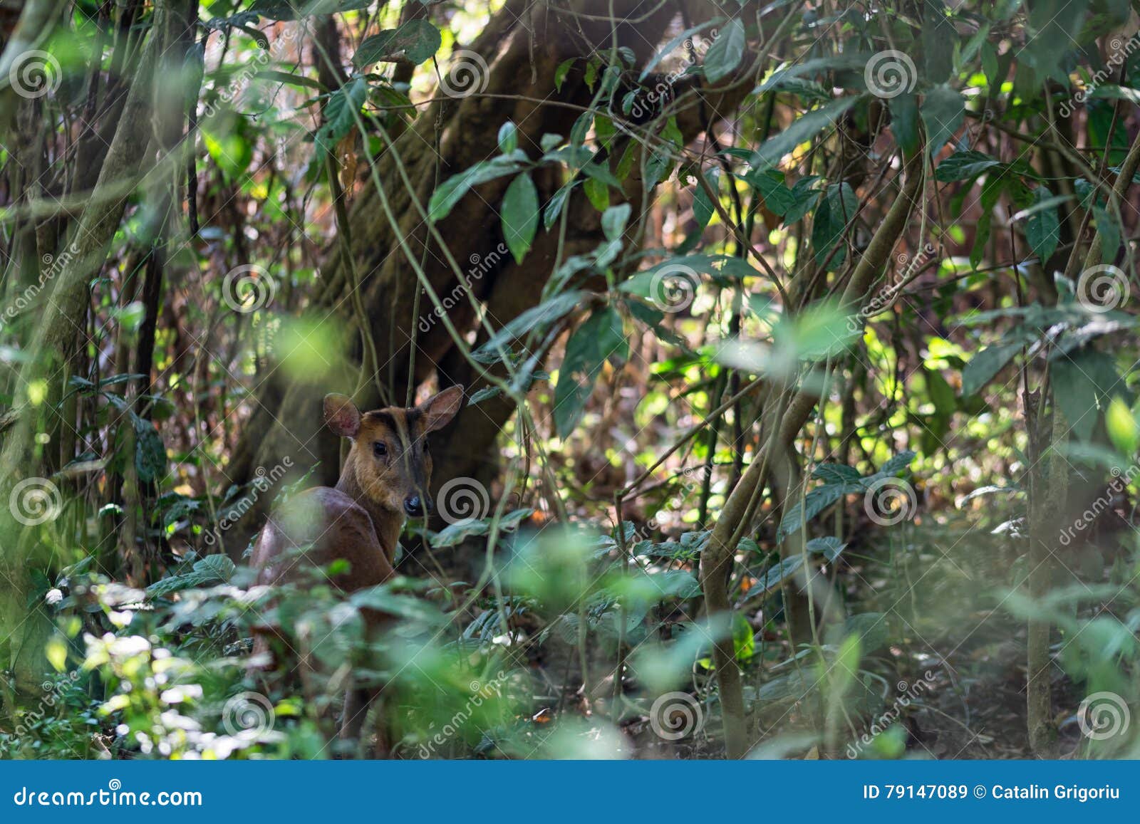 Hunted deer looking scared stock image. Image of buck - 79147089