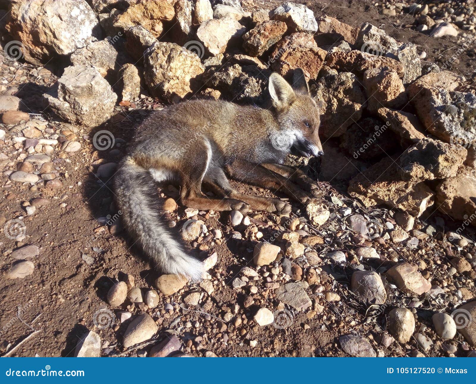 Hunted Fox Dead by Gun Shot Stock Photo - Image of crushed, vermin ...