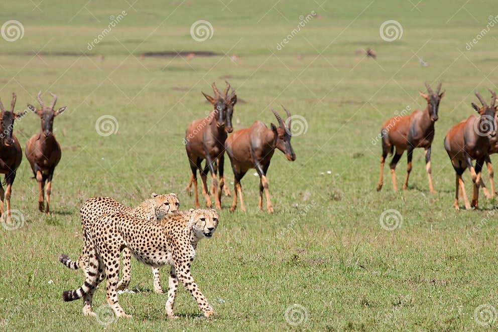 Hunter Becomes Hunted stock photo. Image of fast, mara - 18956290
