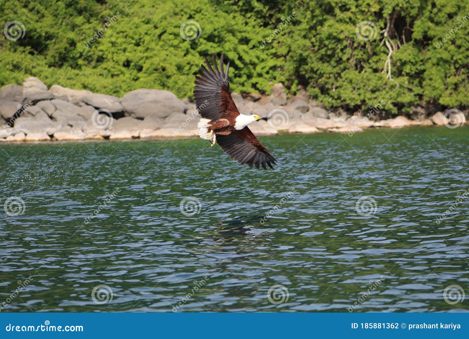 Hunter Bird Flying on River Ready for Hunt Stock Photo - Image of river ...