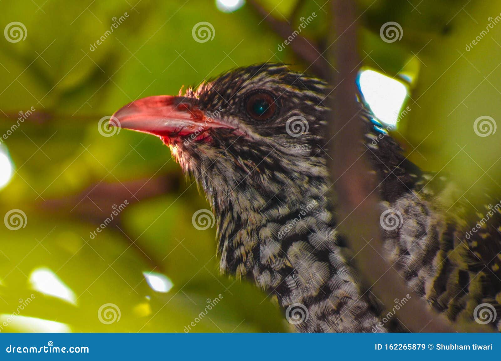 Hunter Bird with His Red Mouth Stock Image - Image of bird, mouth ...
