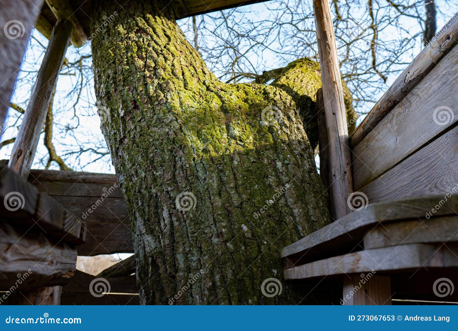 Hunter Building in Woods with a Big Tree Moor Woodland Stock Image ...