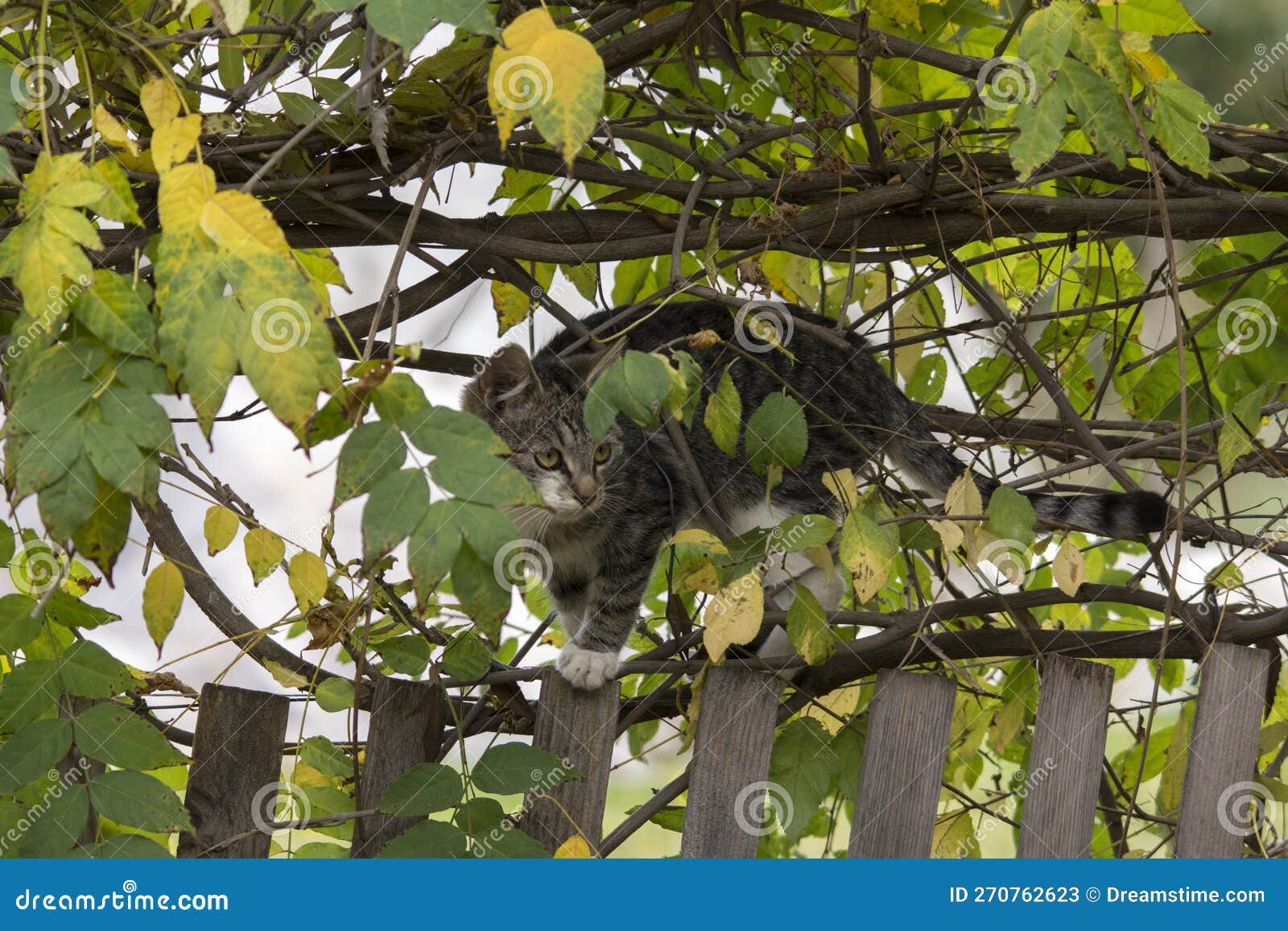 The hunter cat stock image. Image of beautiful, hunt - 270762623