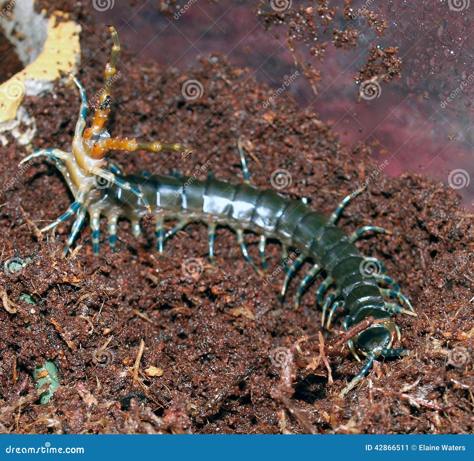 Hunter stock image. Image of centipede, hunter, outstretched - 42866511