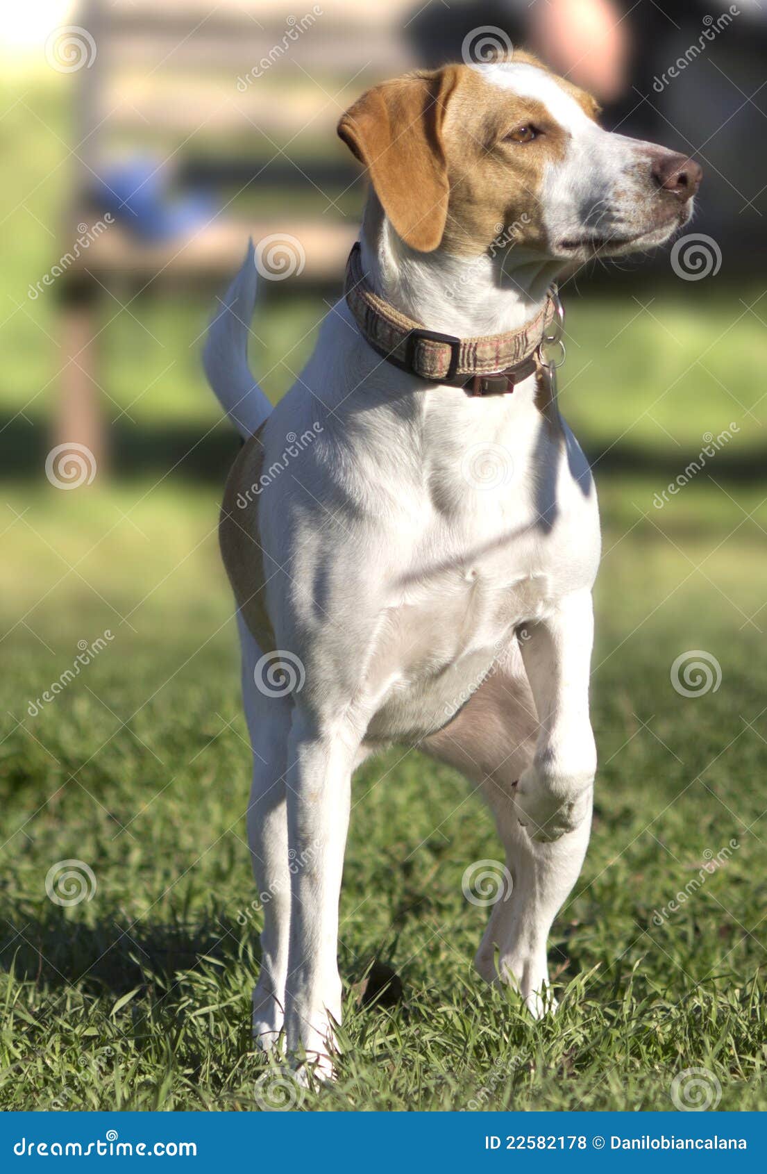 Hunter dog stock photo. Image of canine, puppy, guardian - 22582178