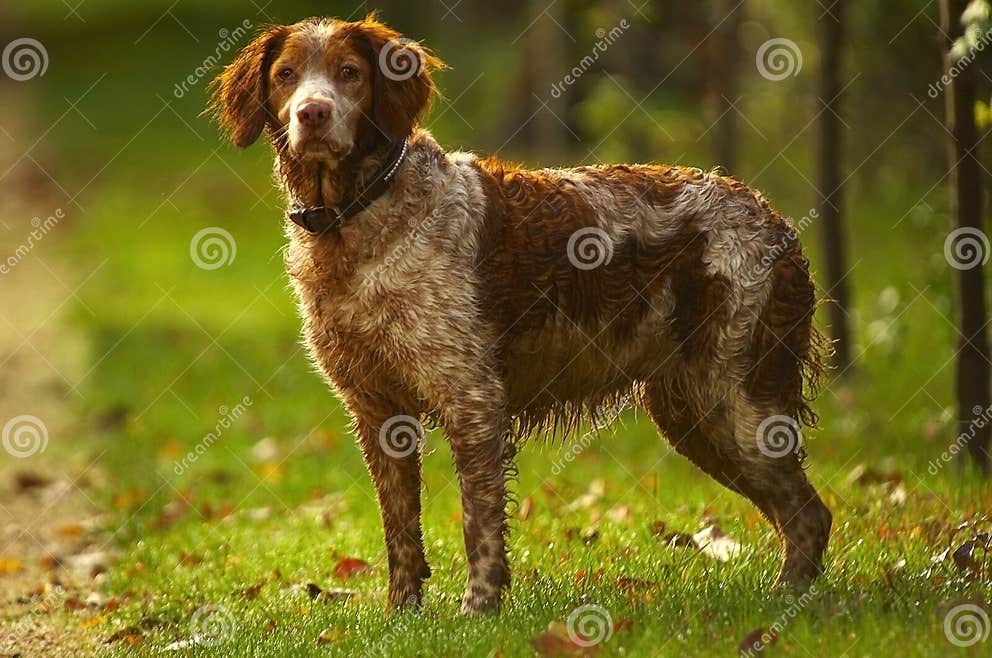 Hunter dog stock image. Image of animal, golden, background - 608343