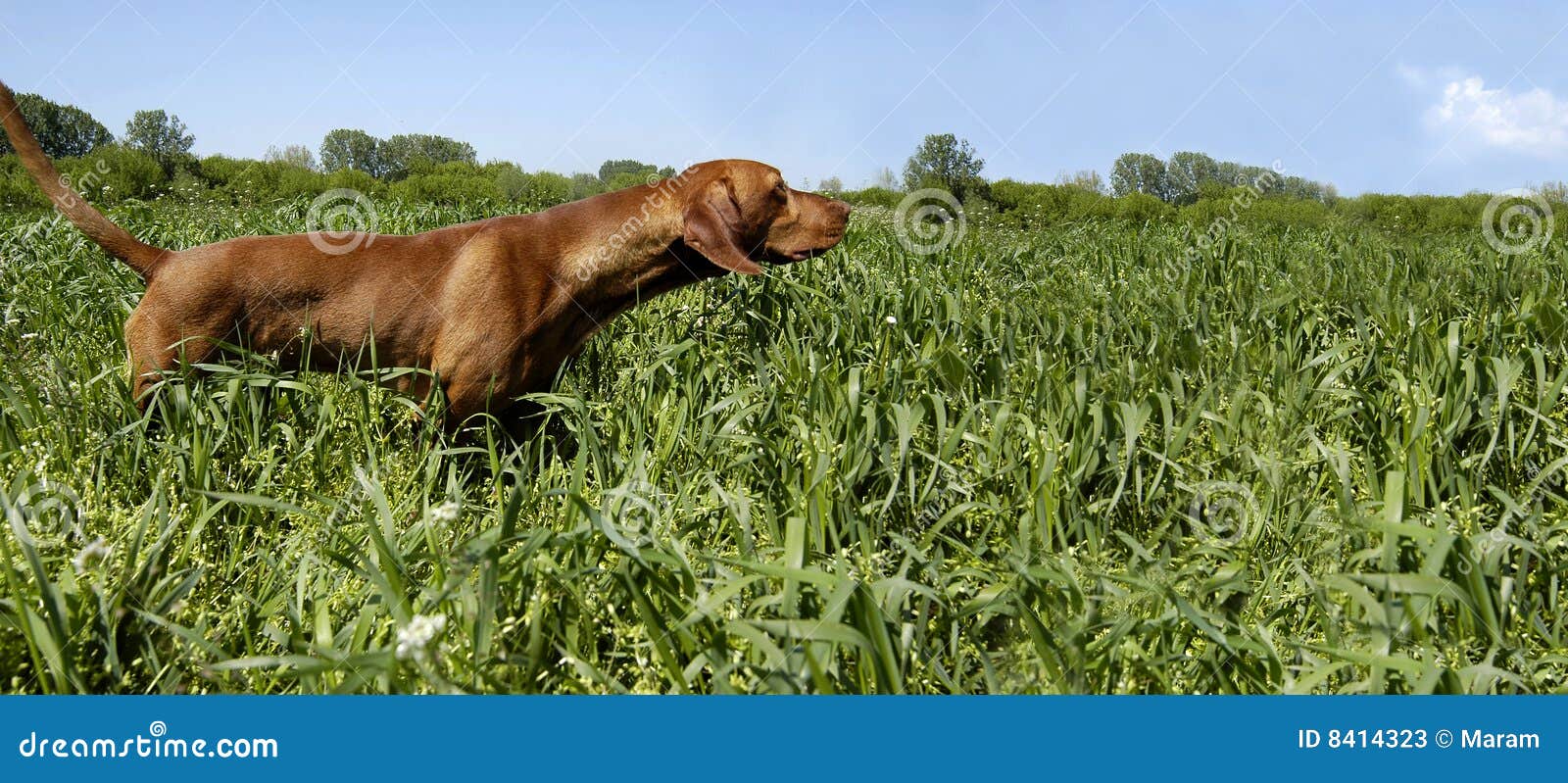 Hunter dog stock image. Image of family, blue, nature - 8414323