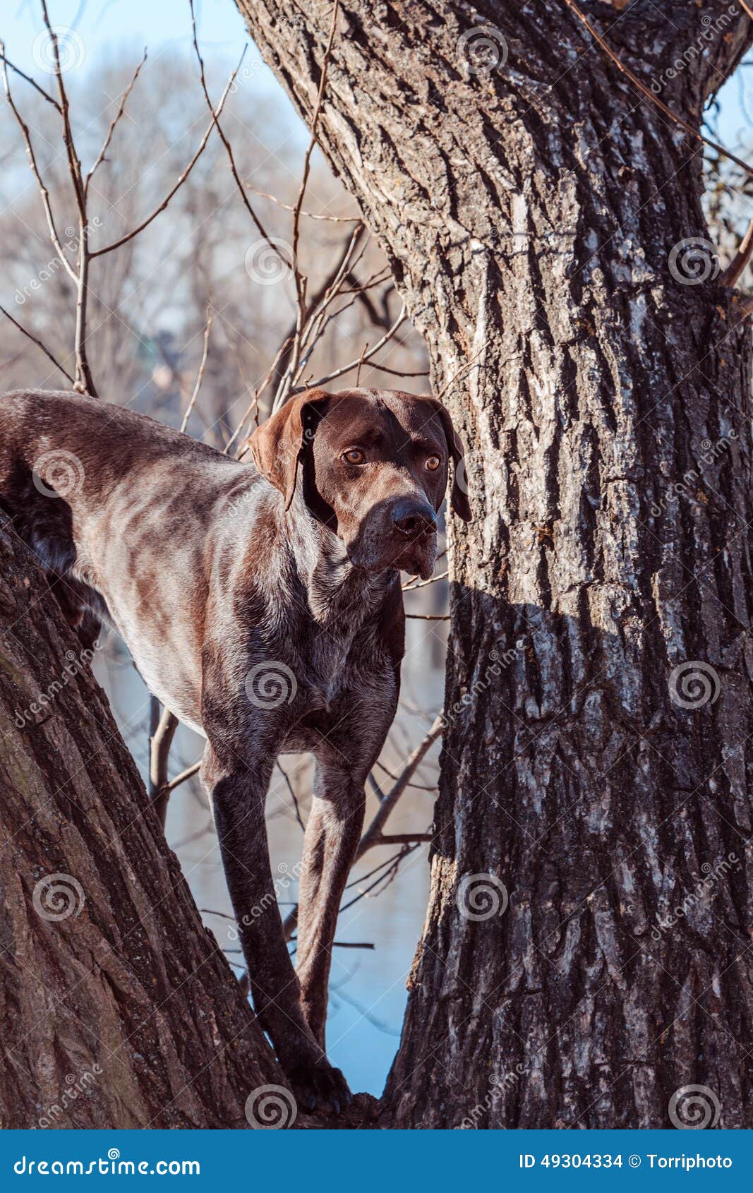 Hunter dog stock photo. Image of outdoors, nature, face - 49304334