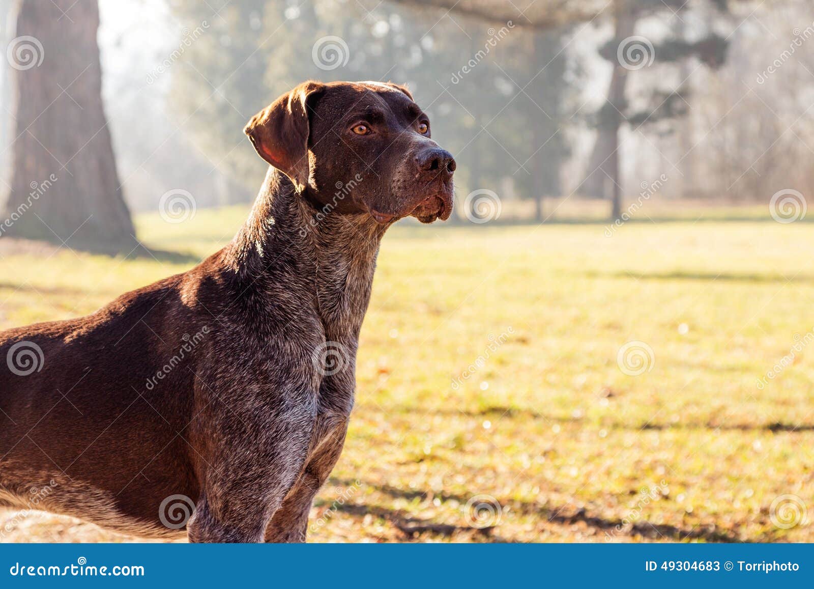Hunter dog stock image. Image of outdoors, animal, forest - 49304683