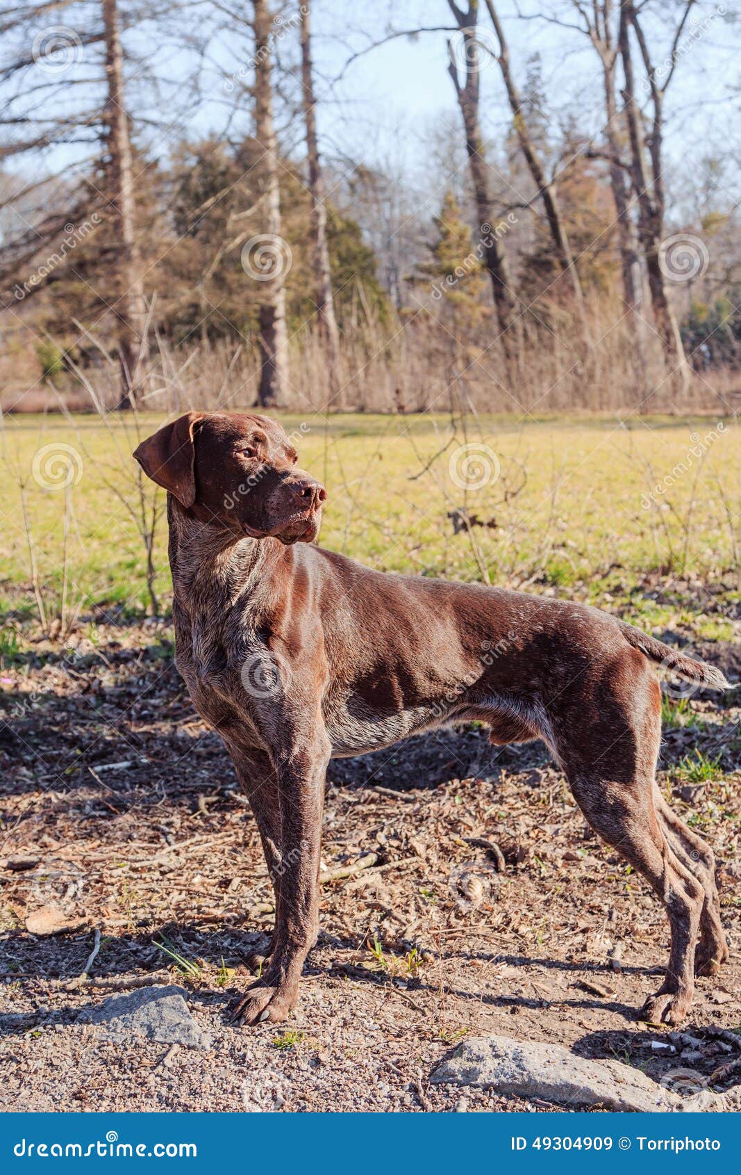 Hunter dog stock image. Image of breed, gundog, birddog - 49304909