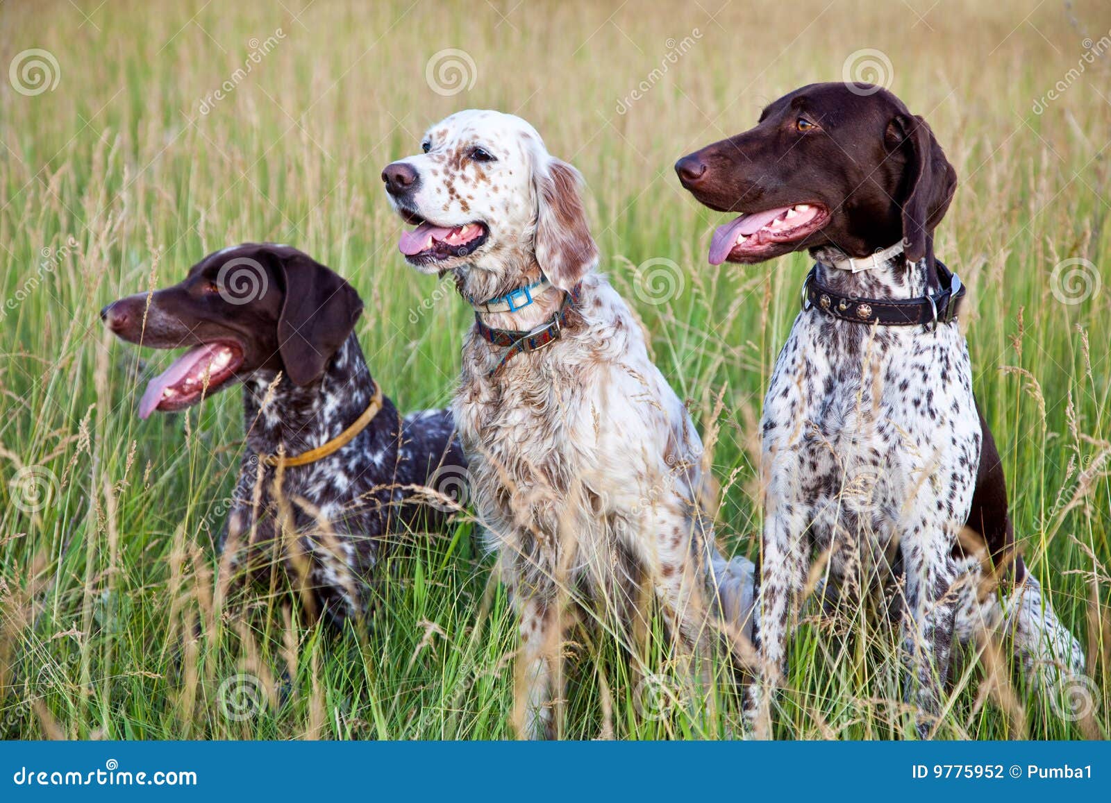 Hunter dogs stock photo. Image of spots, body, beautiful - 9775952