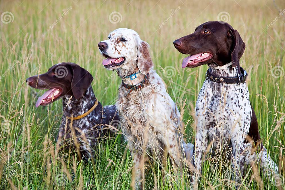 Hunter dogs stock photo. Image of spots, body, beautiful - 9775952