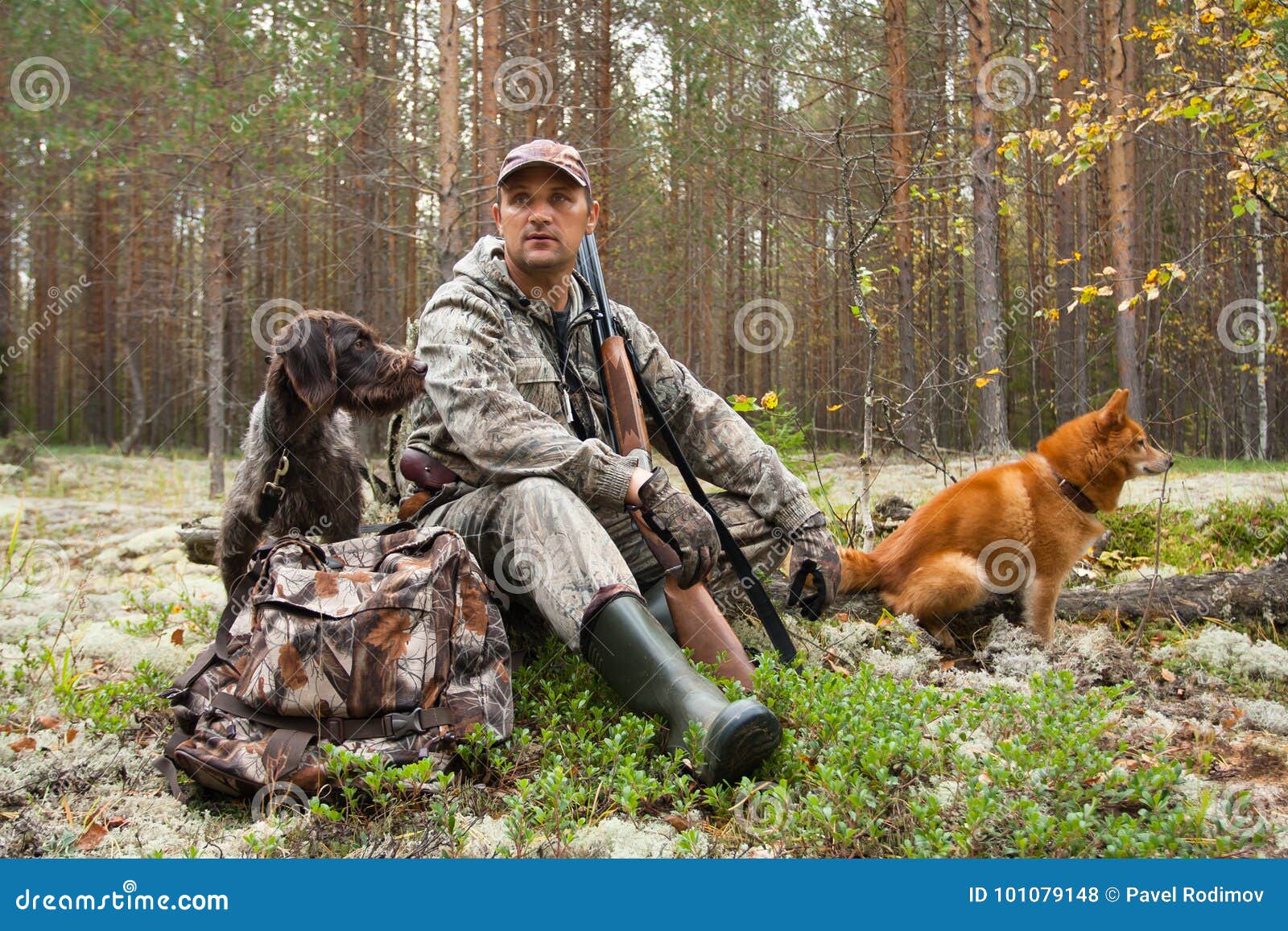 Hunter with dogs stock photo. Image of nature, person - 101079148