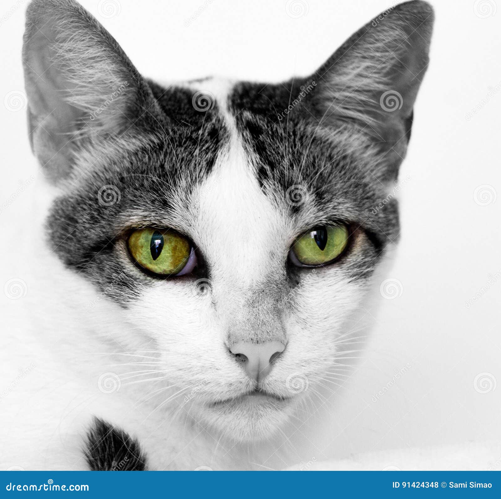 Hunter eyes of the cat stock photo. Image of hunter, camera - 91424348
