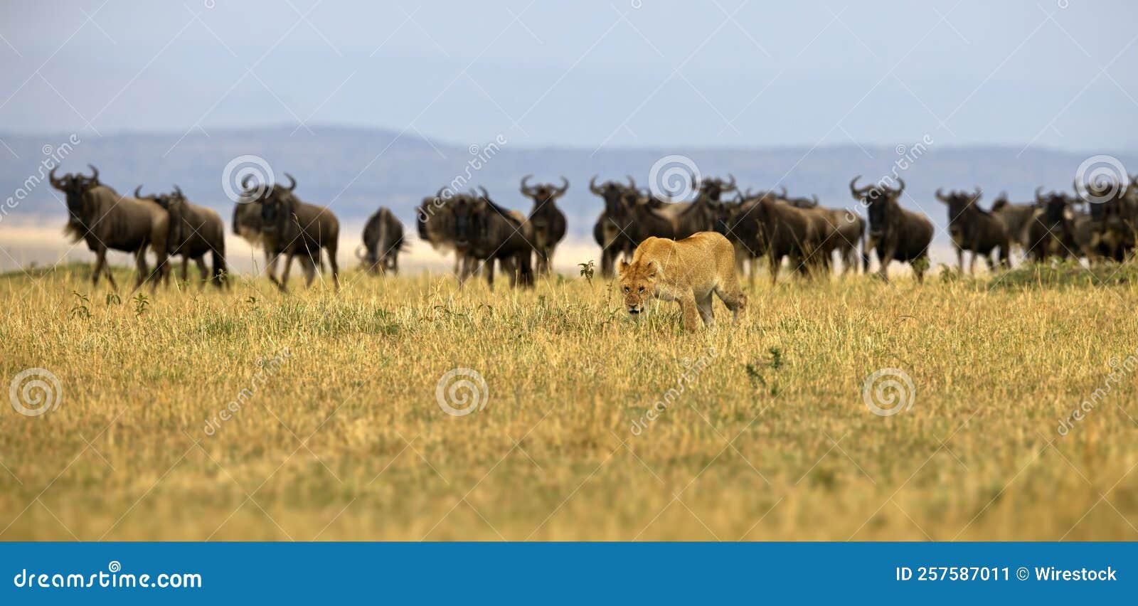 Hunter Female Lion, Lioness Standing Alone in Front of a Herd of ...