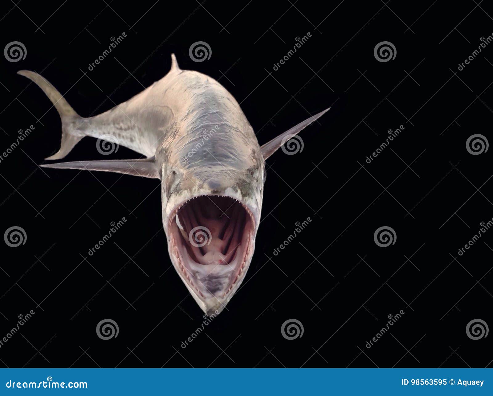 Hunter fish stock image. Image of life, hunter, mackerel - 98563595