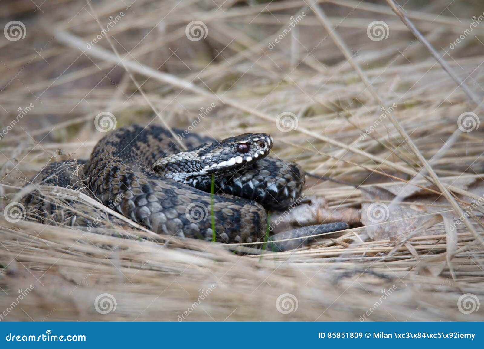 Hunter in the Grass stock image. Image of poison, grass - 85851809