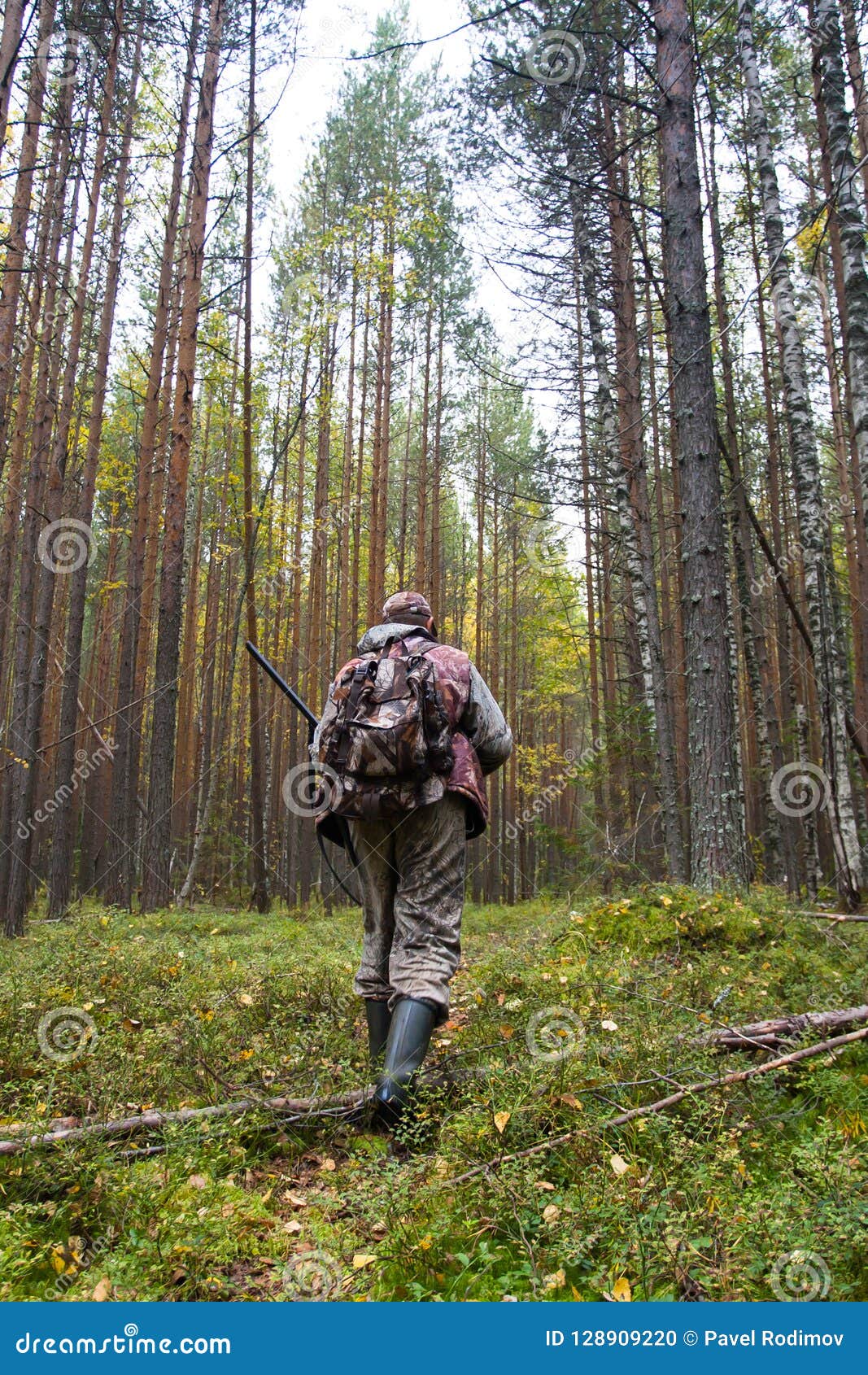 Hunter with a Gun in a Pine Forest Stock Photo - Image of grove ...