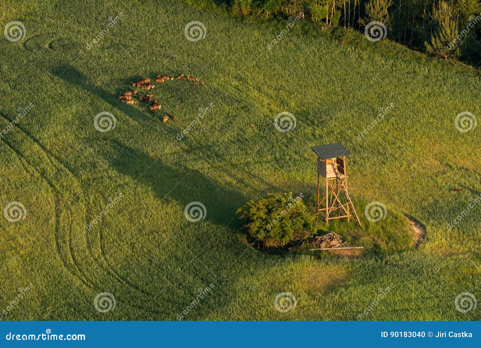 Hunter hide in field stock photo. Image of grass, explorer - 90183040