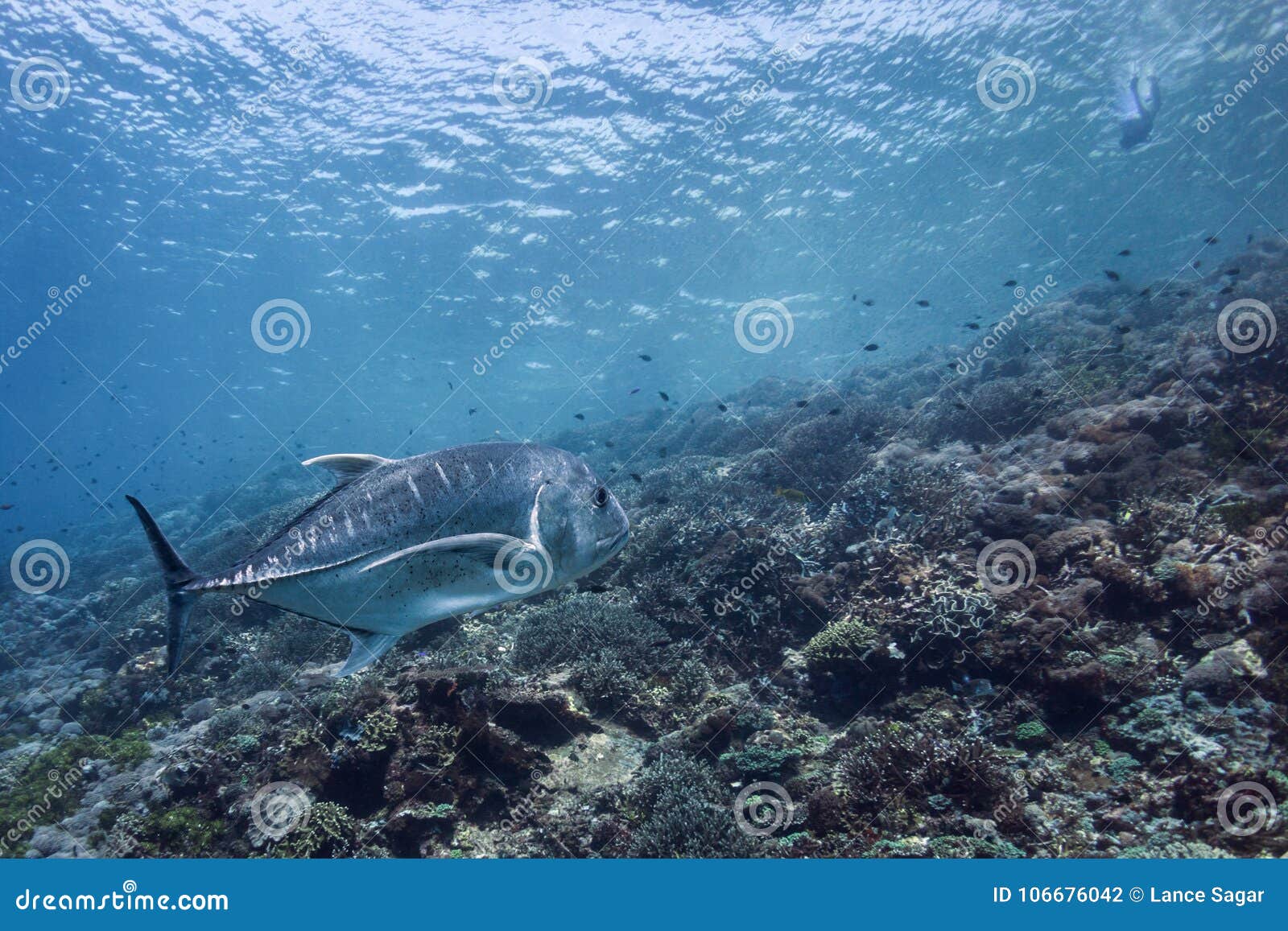 Hunter Hunted stock photo. Image of reef, surface, hunting - 106676042