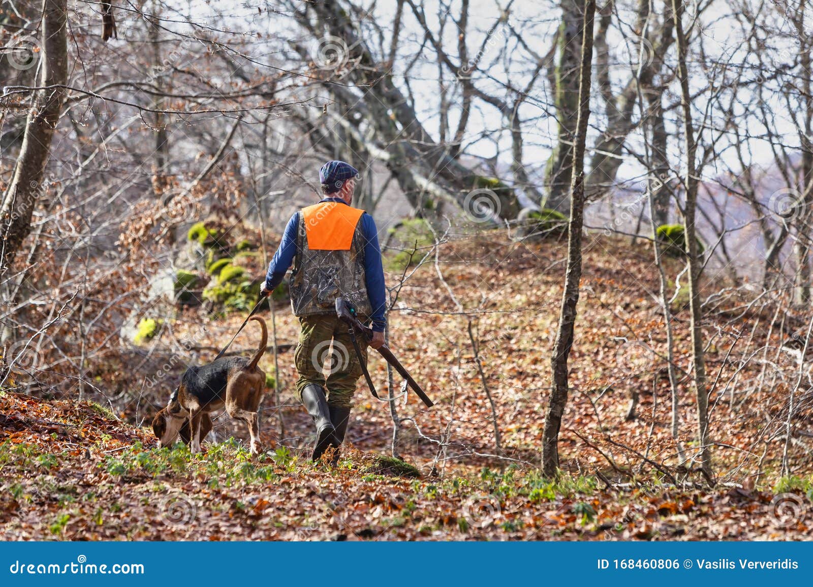 Hunter and Hunting Dog Chasing in the Forest Stock Photo - Image of ...