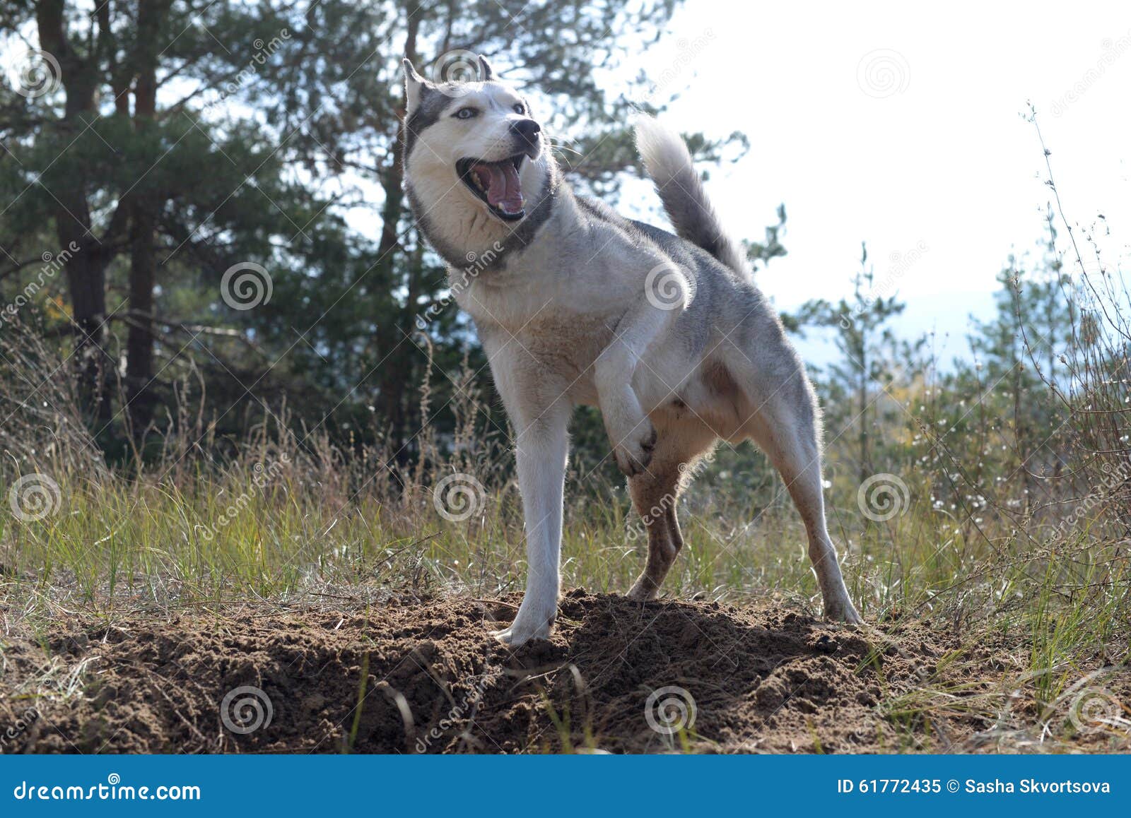 Hunter - Huskies Dug a Hole in the Woods Stock Image - Image of heavy ...