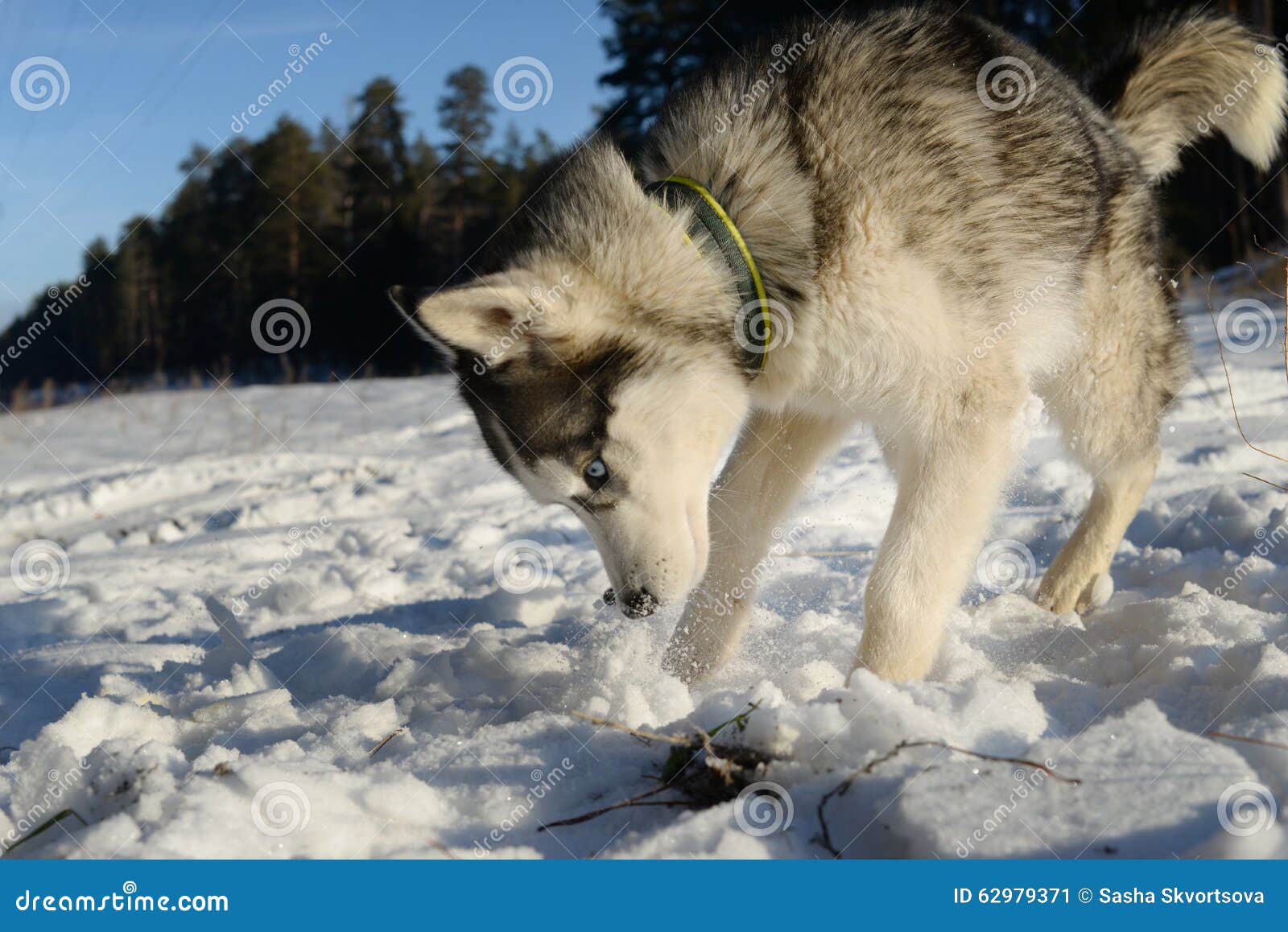 Hunter - Plays a Young Husky Stock Image - Image of mining, young: 62979371