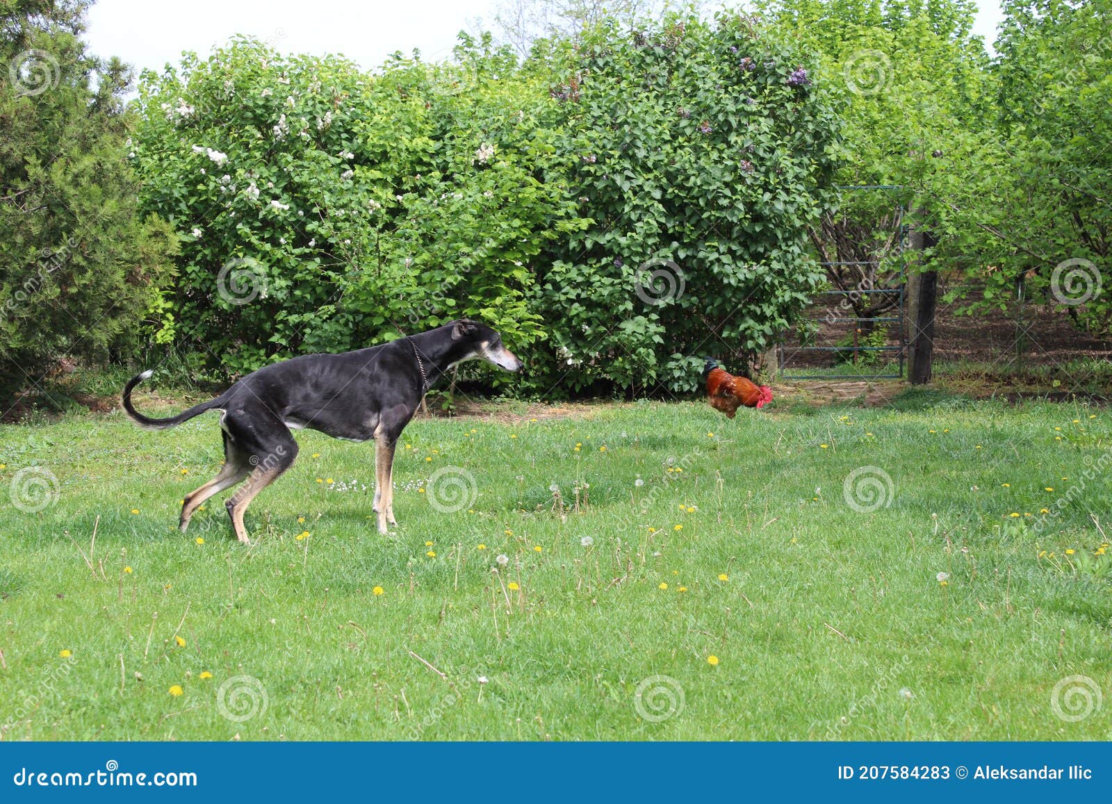 Hunter and prey stock image. Image of chart, distance - 207584283