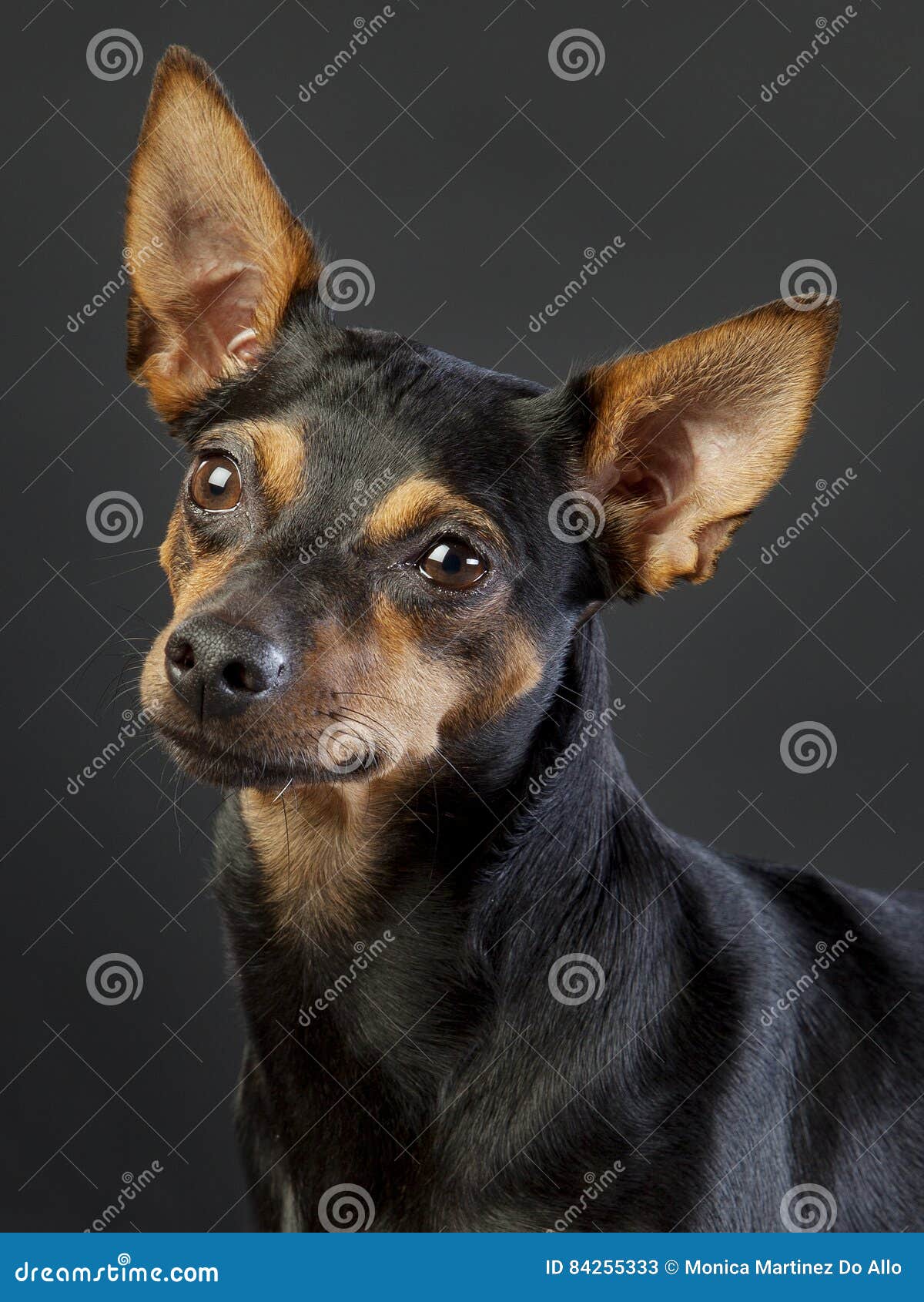 Hunter rat dog stock image. Image of animal, breed, brown - 84255333